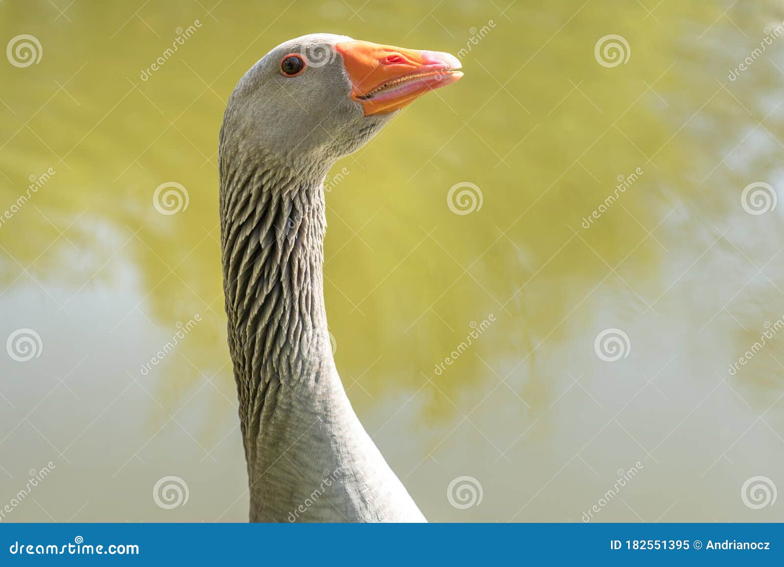 Close-up Portrait of Goose Head Stock Image - Image of face, closeup ...