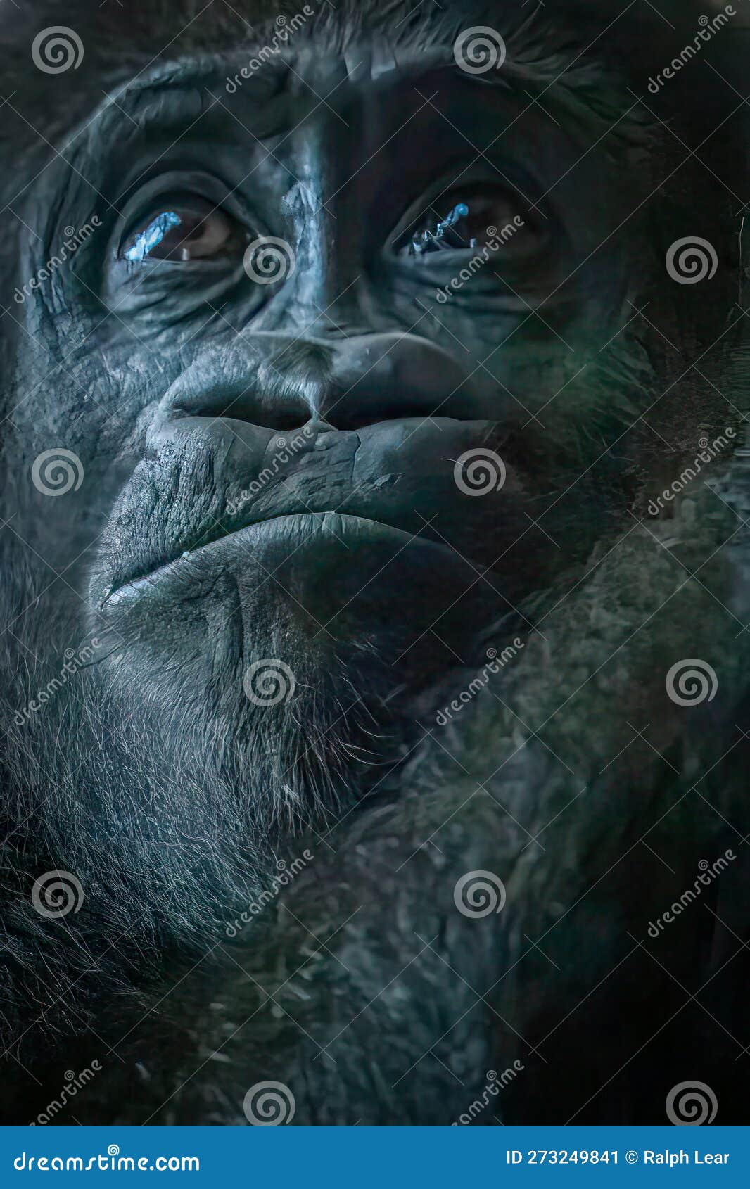 Close-up Portrait of a Gorillas Face Stock Image - Image of back ...