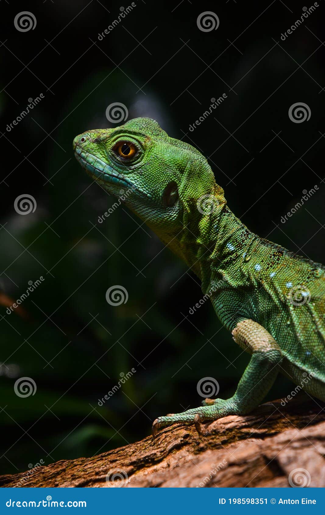 Close Up Portrait of Green Lizard Stock Image - Image of wildlife ...
