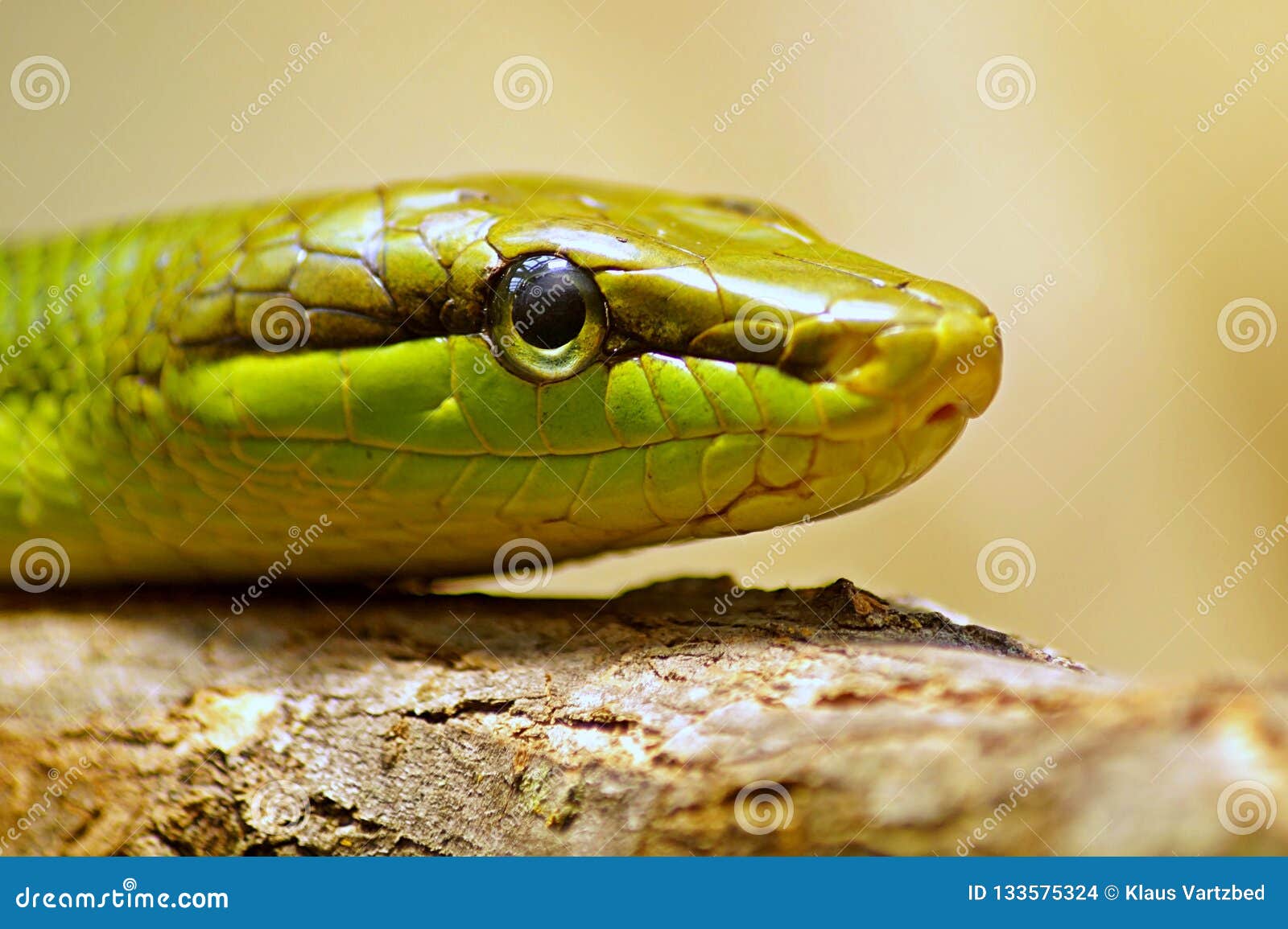 Close up on a green snake stock photo. Image of face - 133575324