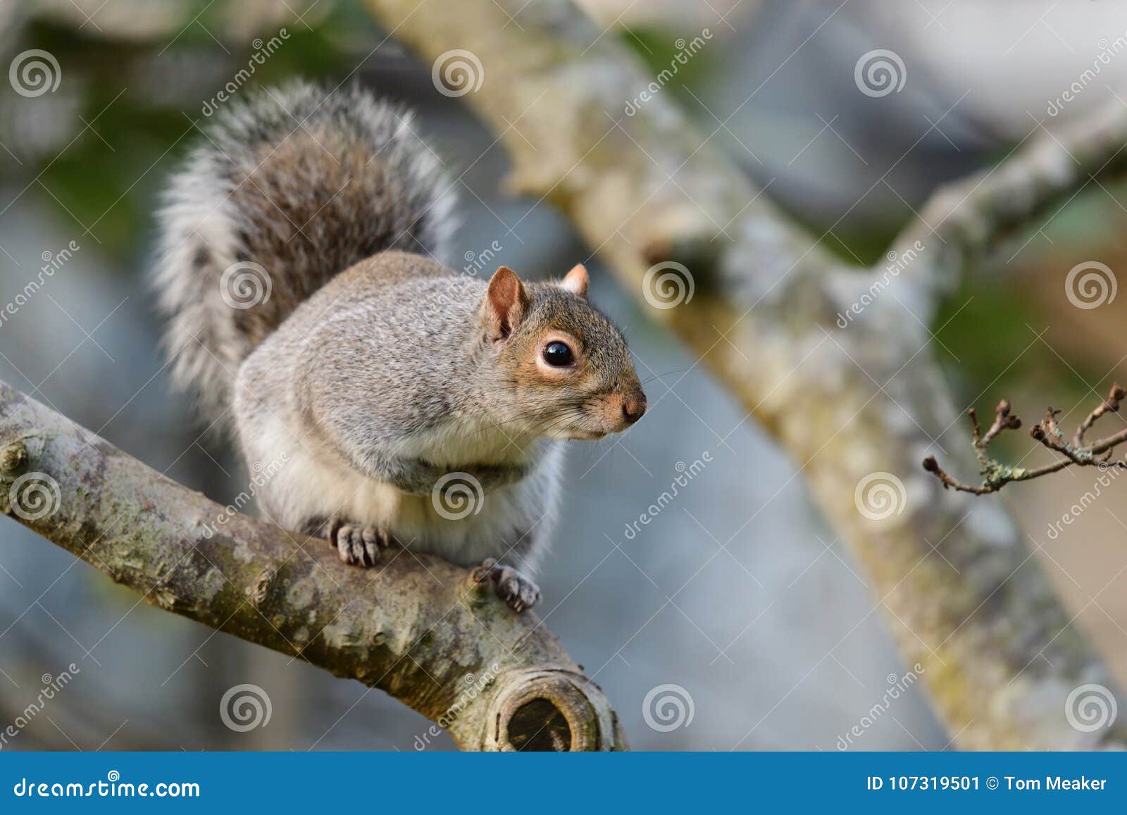 Grey squirrel in a tree stock image. Image of wood, tree - 107319501