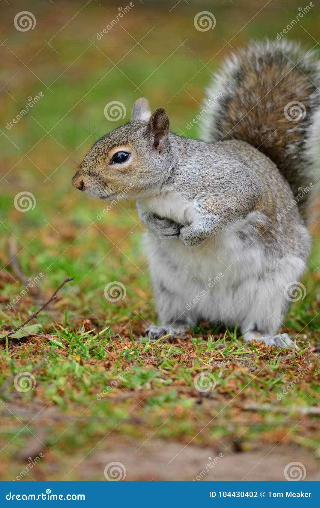 Grey squirrel standing up stock photo. Image of outdoor - 104430402