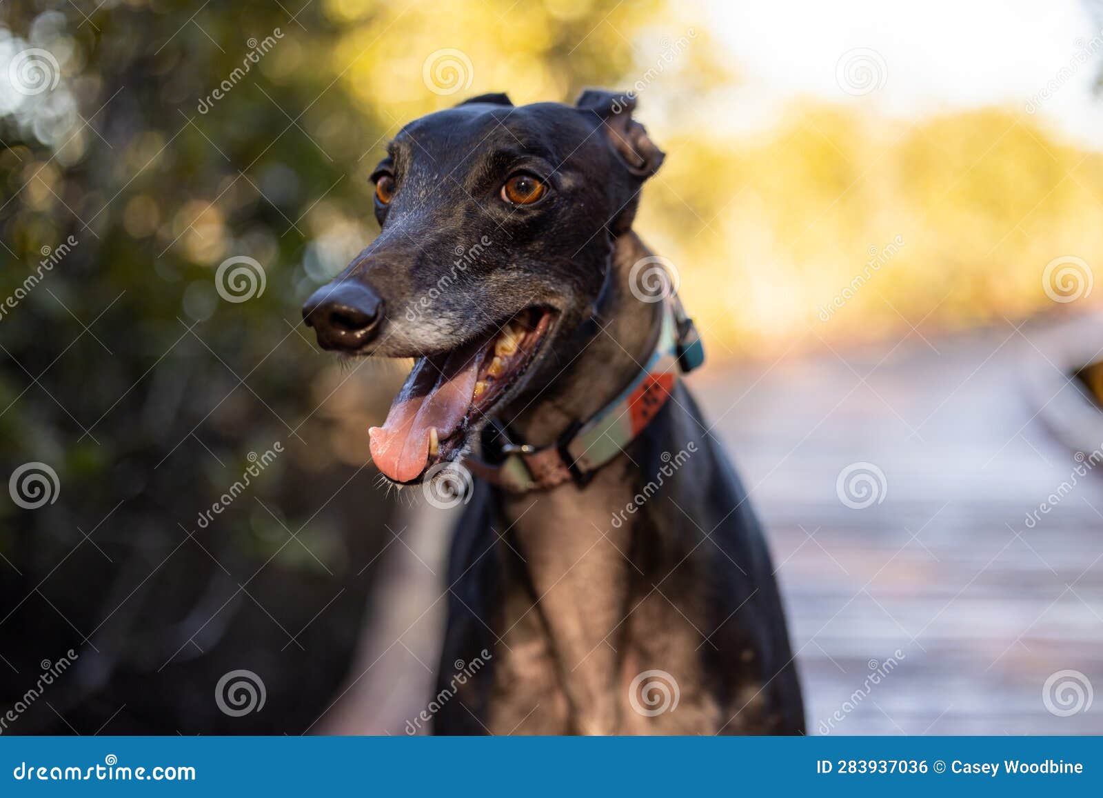Close Up Portrait of Greyhound Dog with Happy Expression on Boardwalk ...