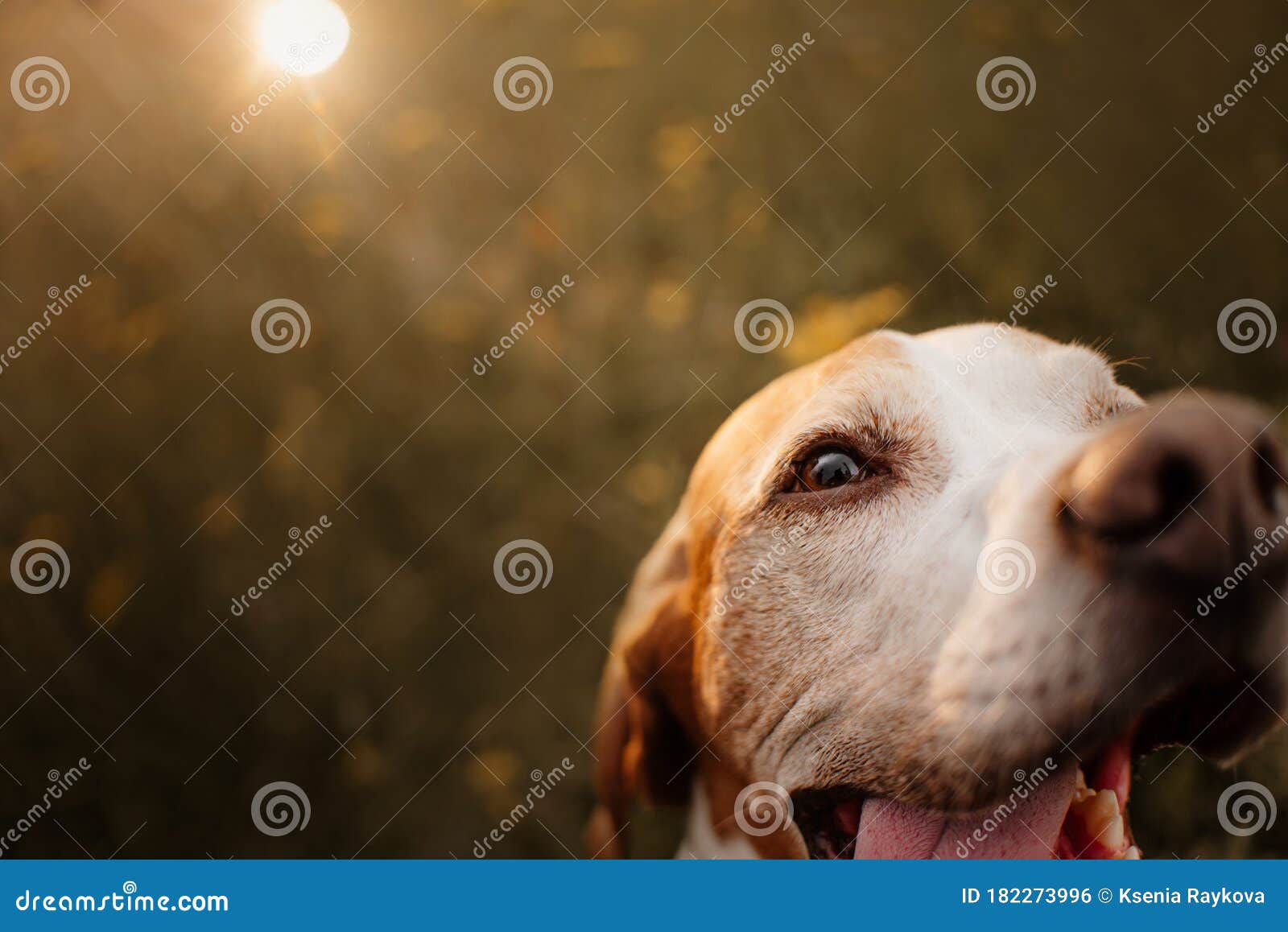 Close Up Portrait of a Happy Old Pointer Dog Outdoors Stock Photo ...