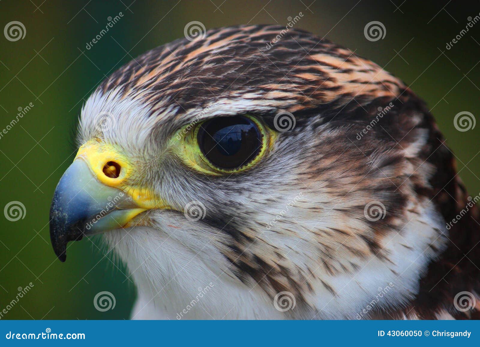 A Close Up Portrait of a Harris Hawk Stock Photo - Image of creature ...