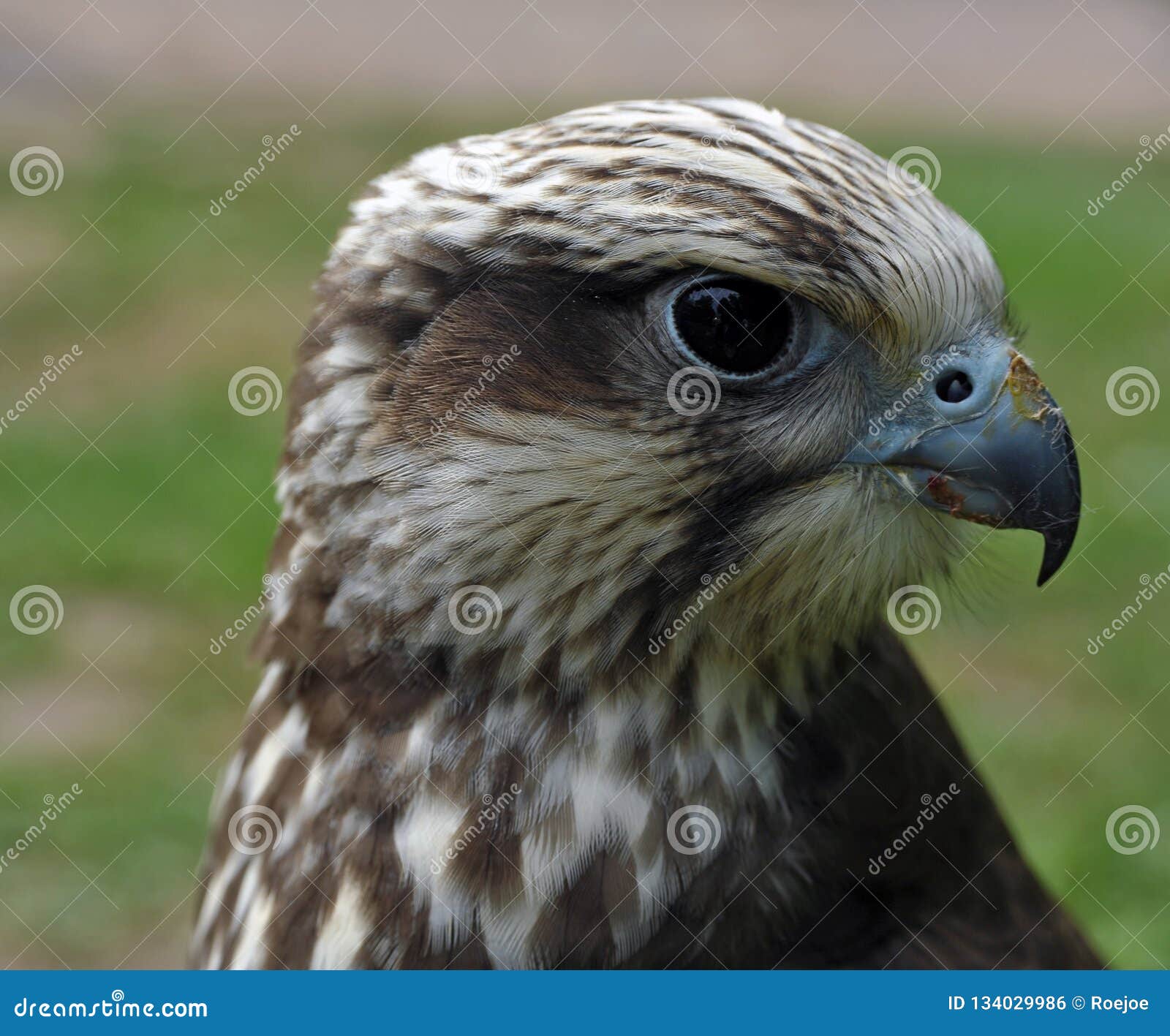 Hawk portrait stock photo. Image of prey, outdoor, beak - 134029986