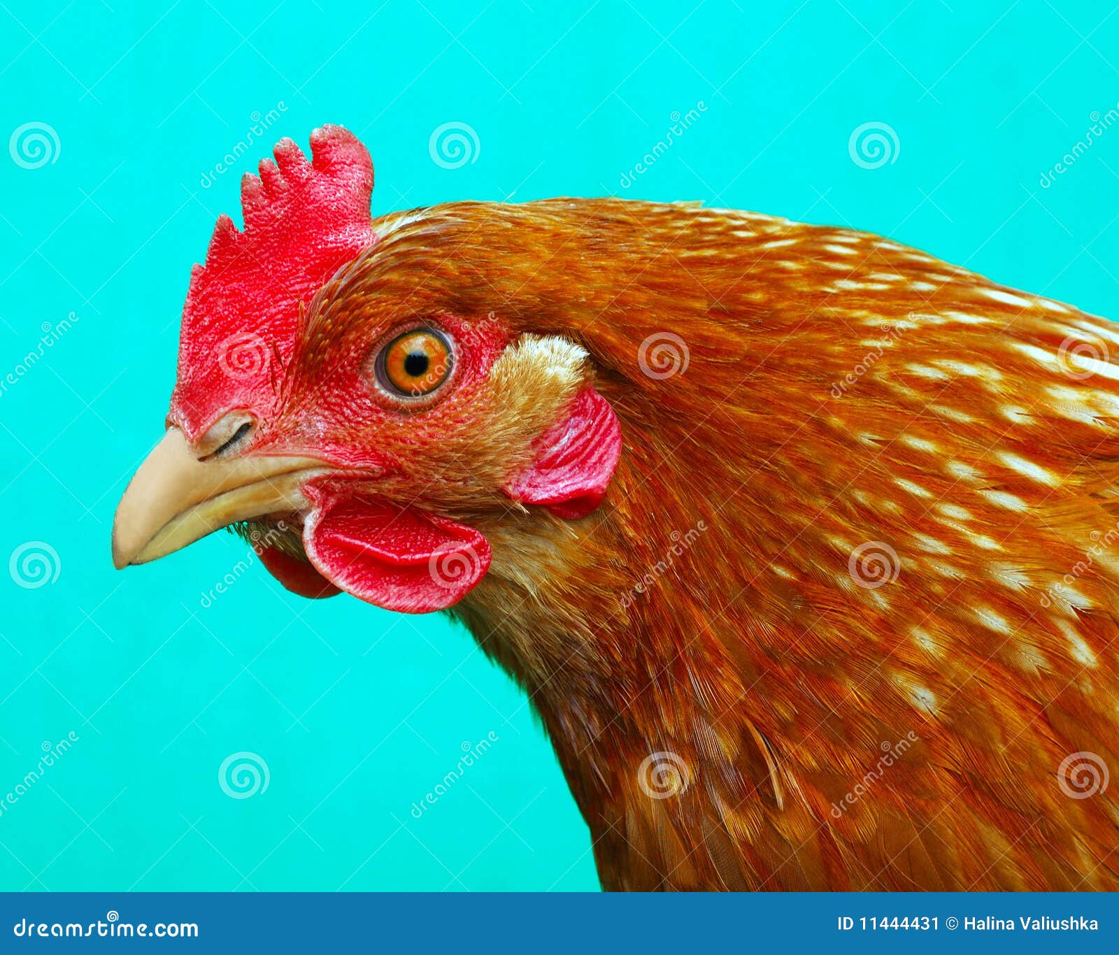 Close up portrait of hen stock image. Image of animal - 11444431