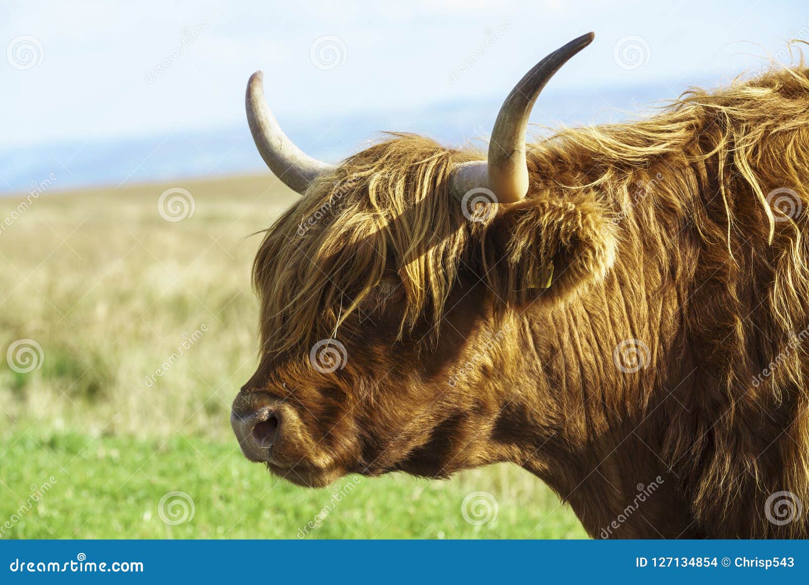 Close Up Portrait of a Highland Cow Stock Photo - Image of england ...