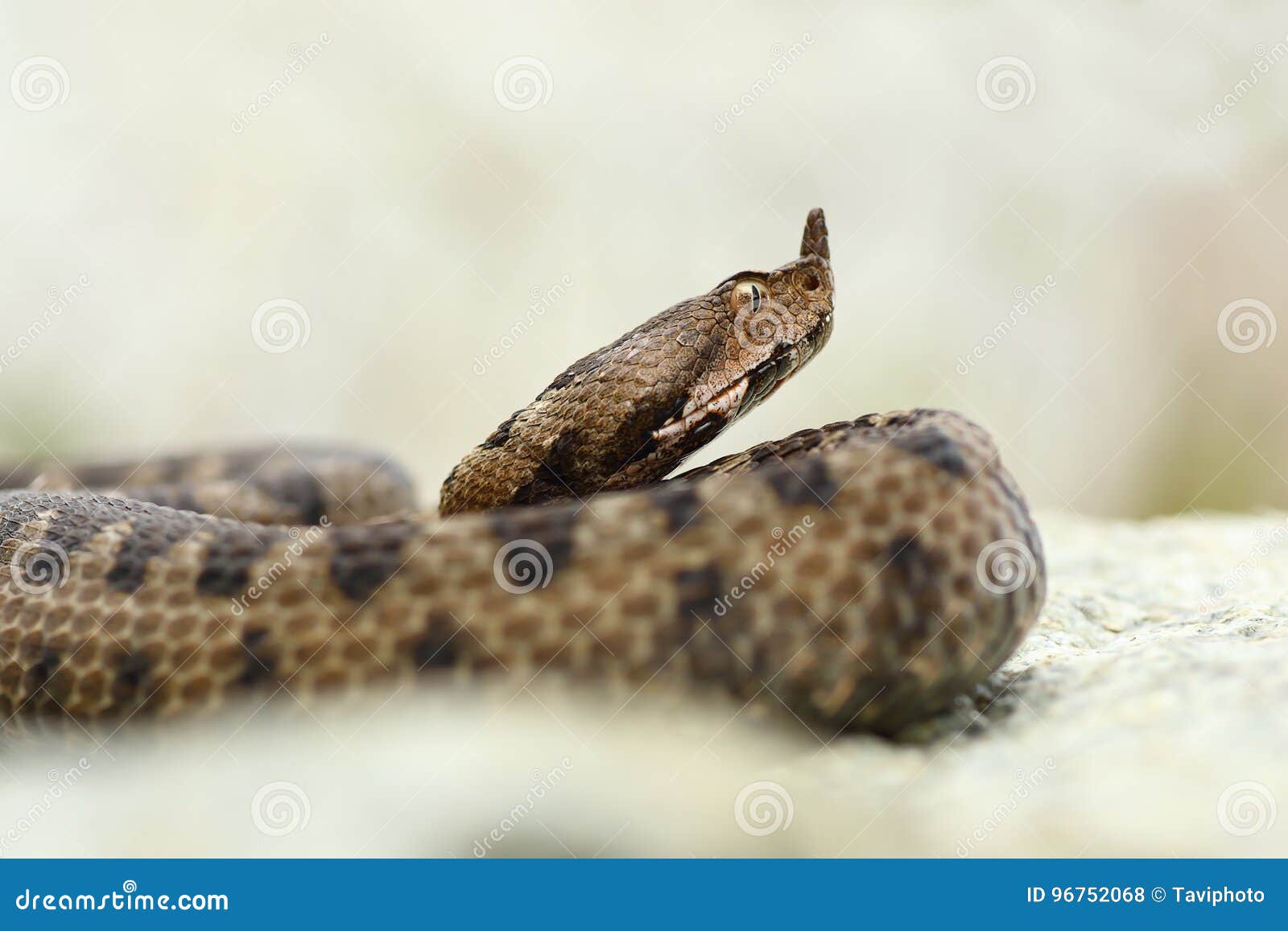 Close Up Portrait of Horned Adder Stock Photo - Image of animal, phobia ...