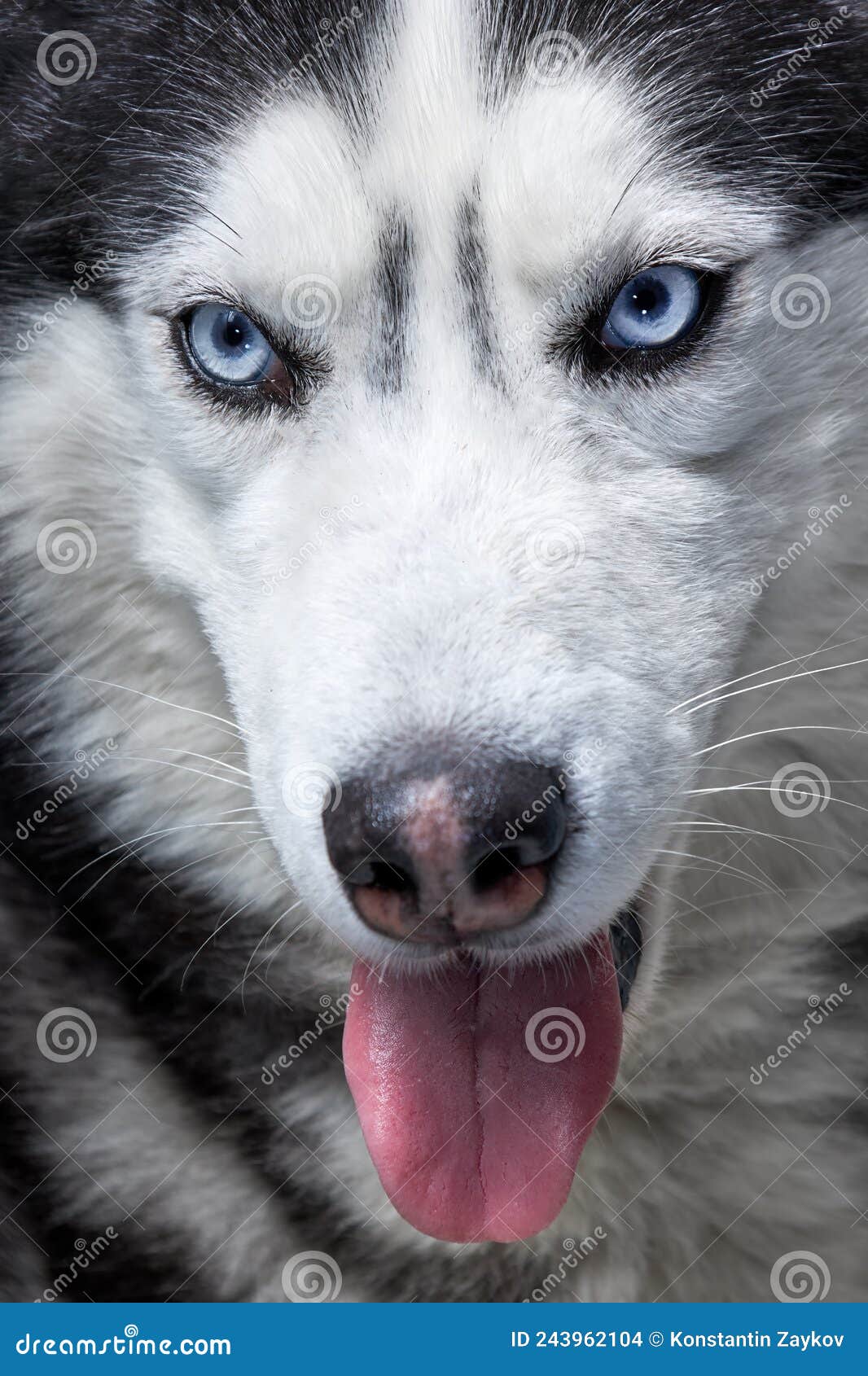 Close-up Portrait of the Husky Dog S Muzzle. Stock Photo - Image of ...