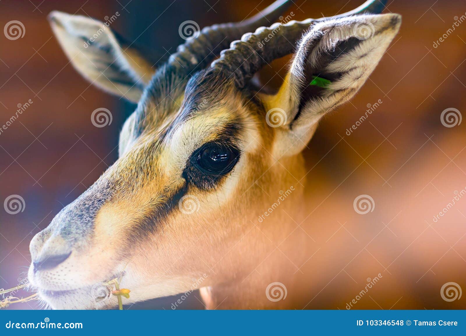 Close Up Portrait of Impala or Antelope in Low Light Stock Photo ...