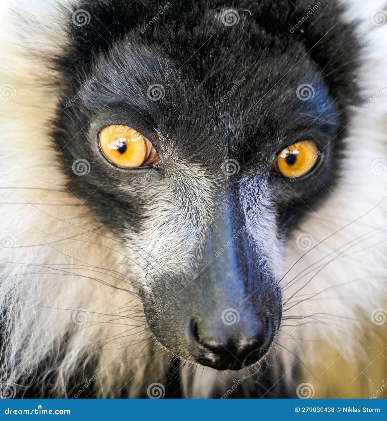 A Close Up Portrait of a Indri Stock Photo - Image of portrait, cute ...