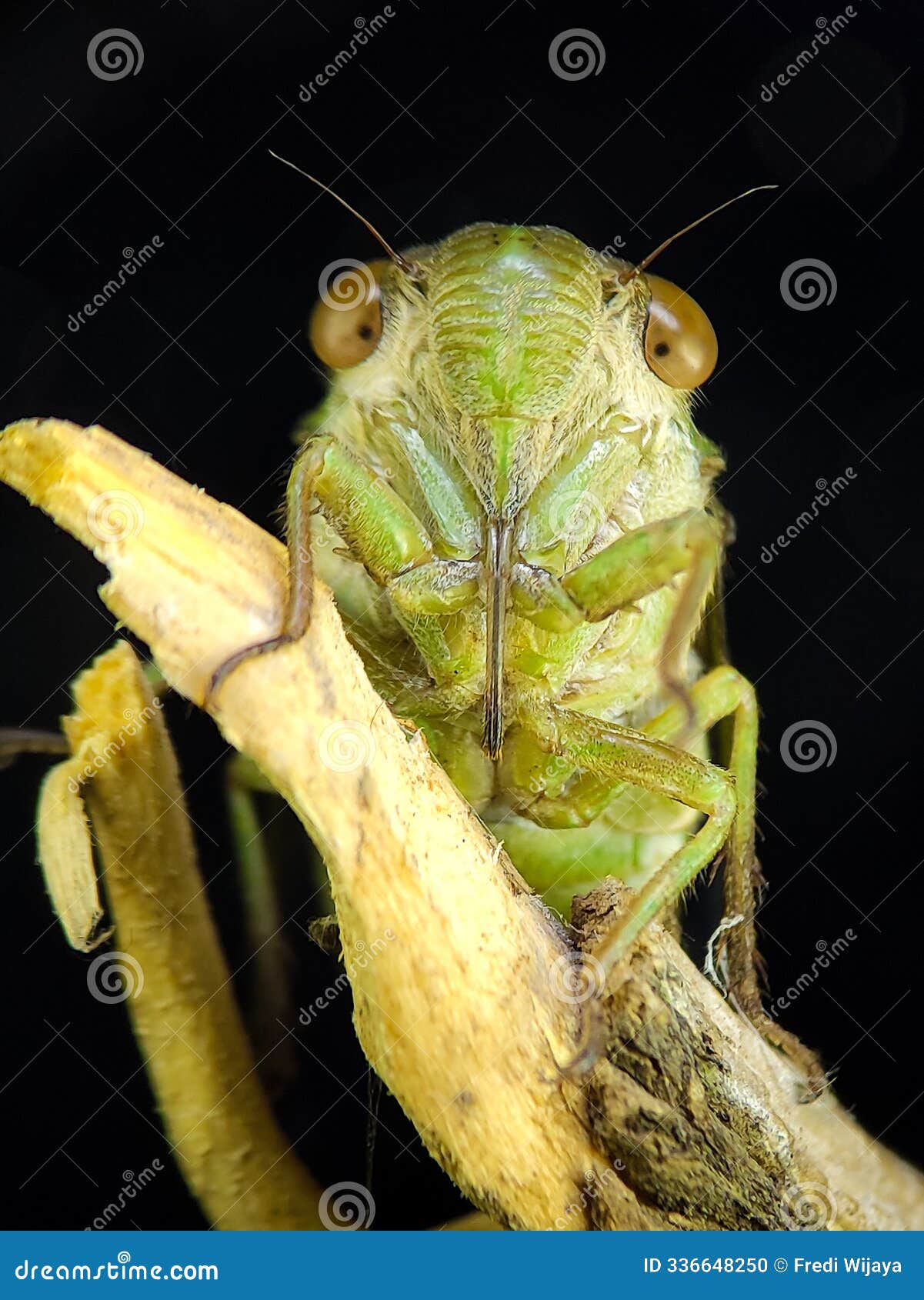 Close Up Portrait Insect of Cicadas with Frog Eye Angle Stock Photo ...