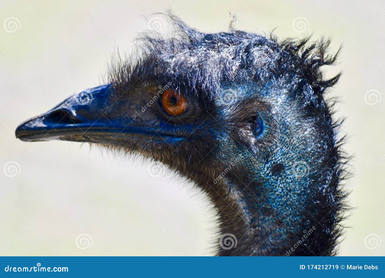 A Close-up of an Emu from the Side. Stock Image - Image of background ...
