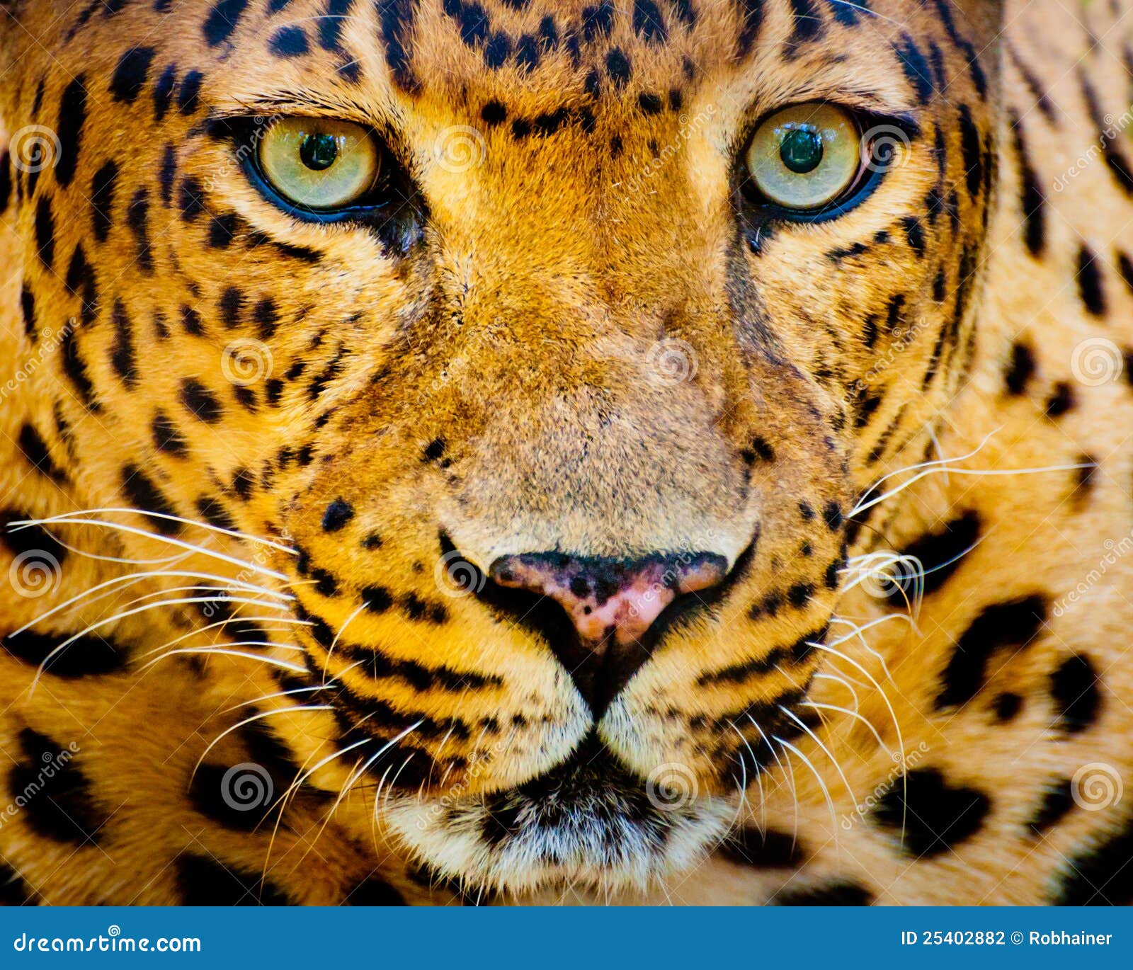 Close Up Portrait of Leopard Stock Photo - Image of cute, nose: 25402882