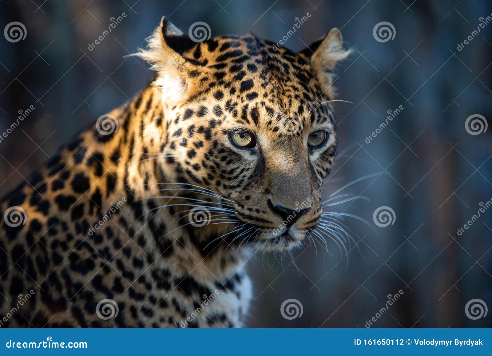 Close Up Portrait of Leopard Stock Photo - Image of park, african ...