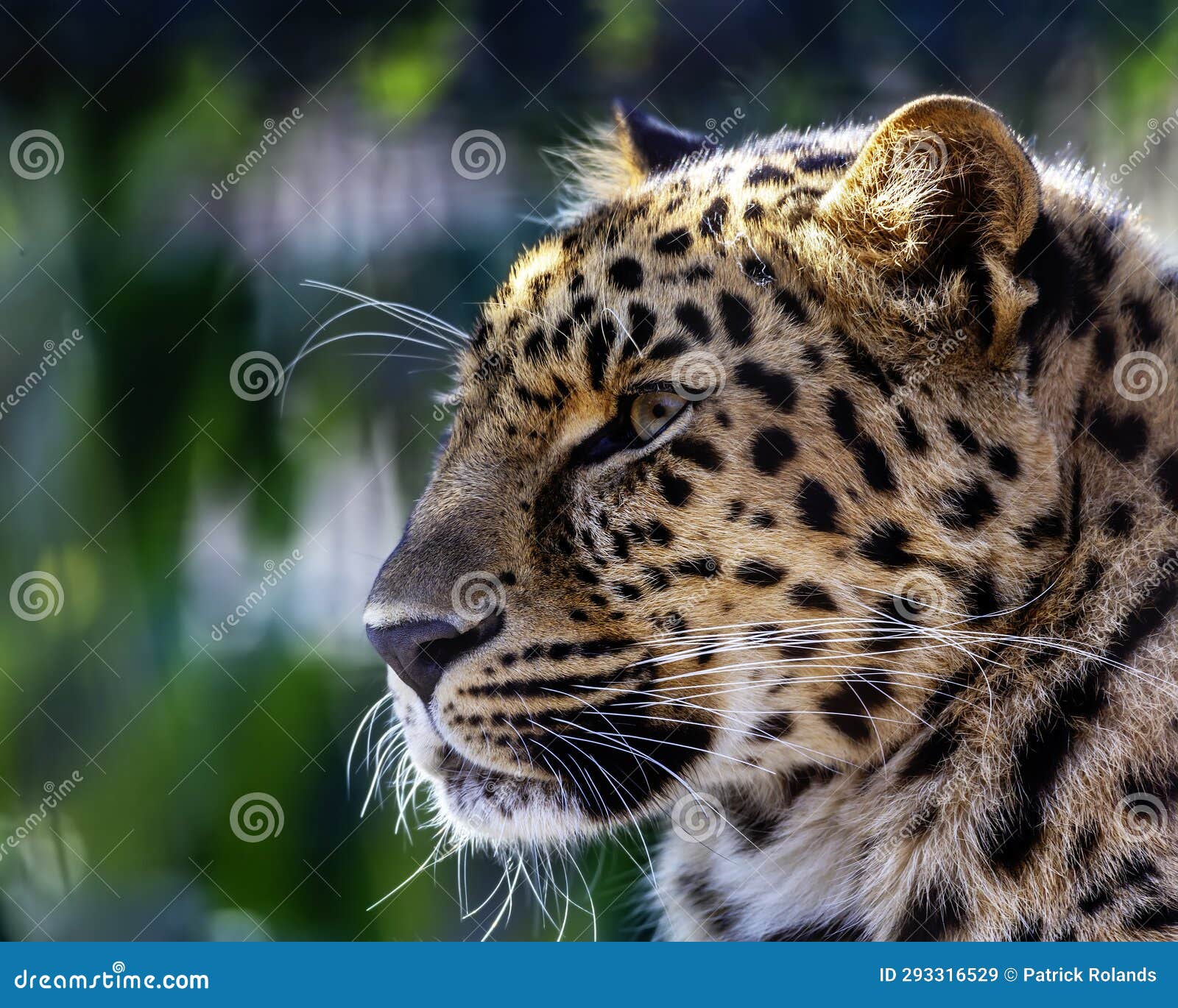 Portrait of a Leopard in Profile Relaxing Stock Image - Image of ...