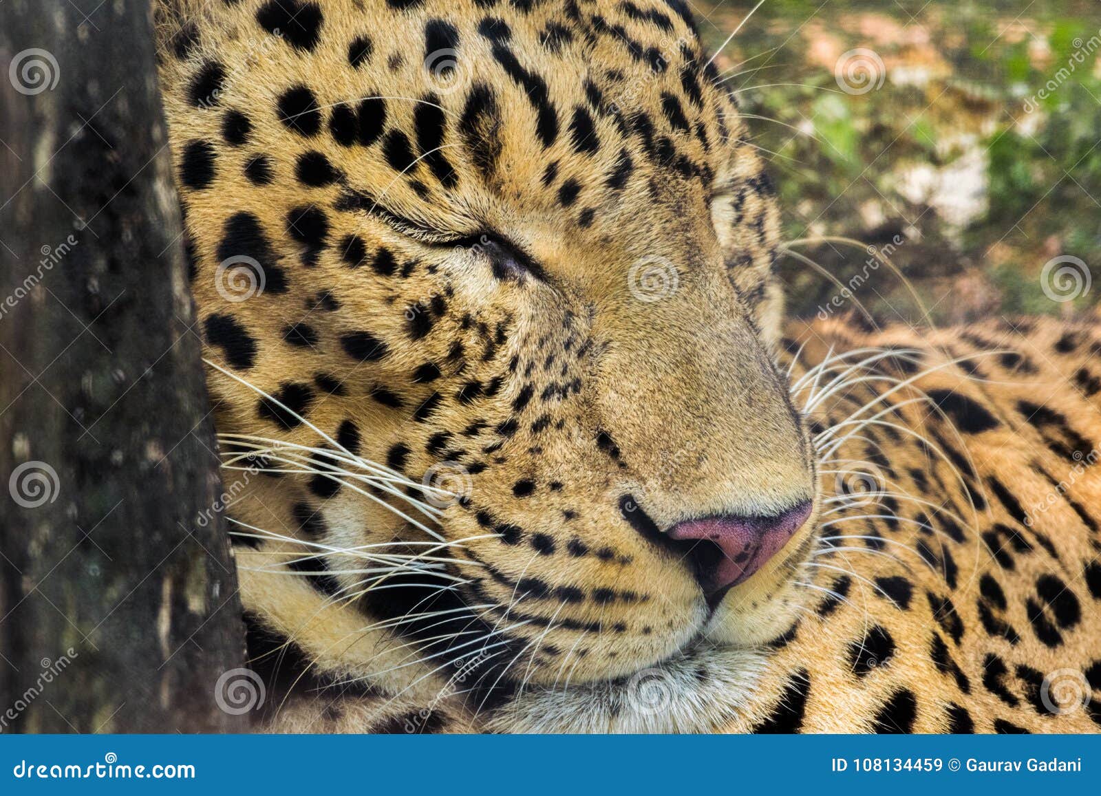 Leopard Resting Against Tree Trunk Close Up Portrait Stock Image ...