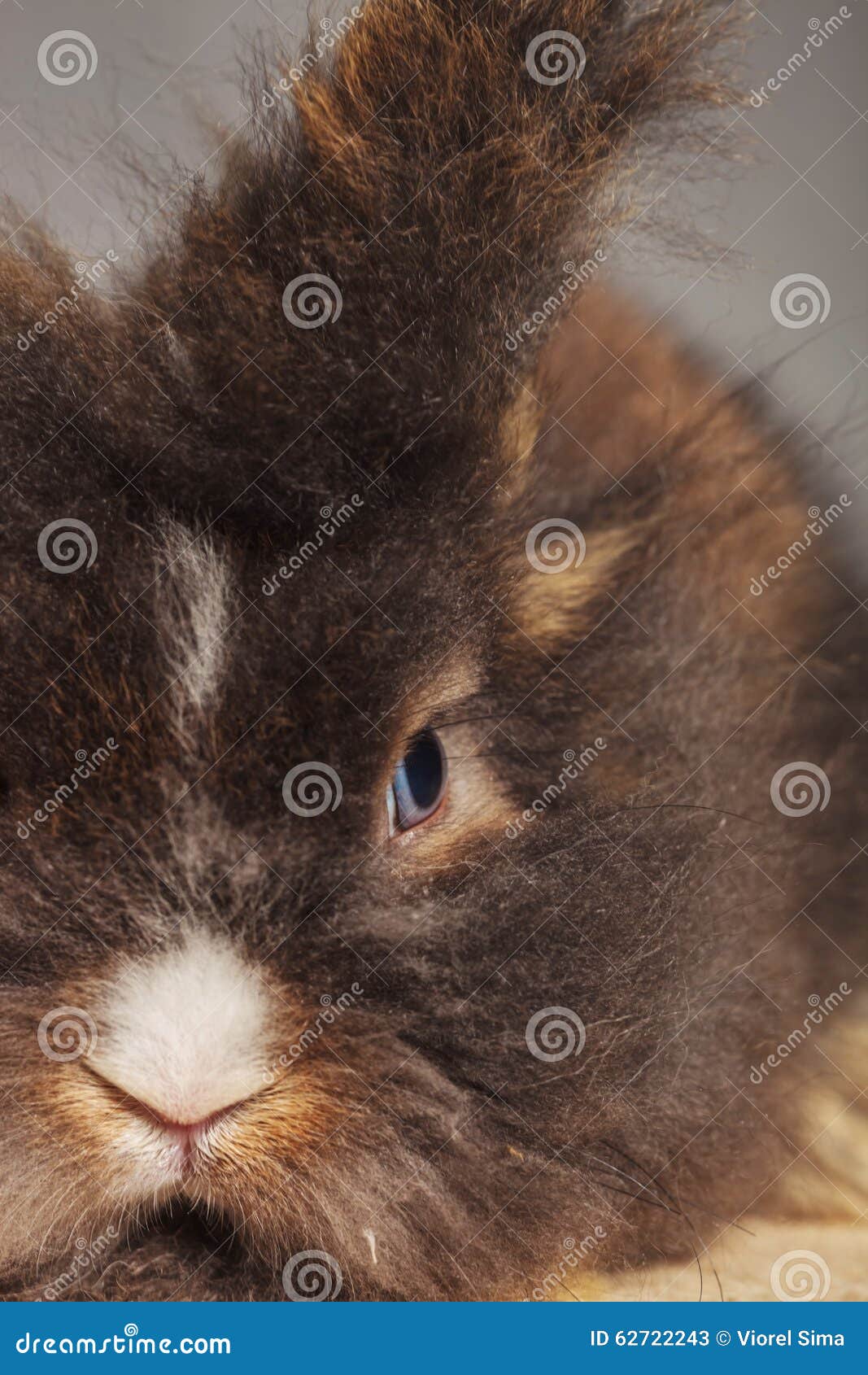 Close Up Portrait of a Lion Head Rabbit Bunny Stock Image - Image of ...