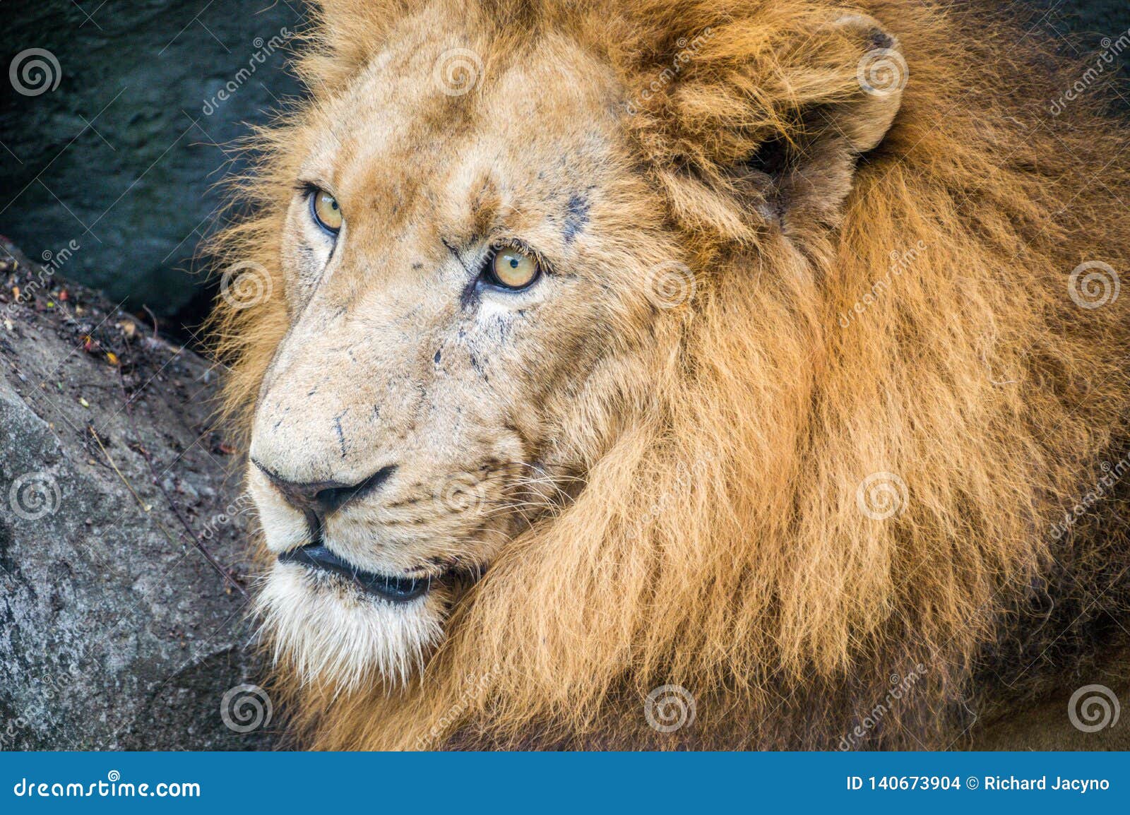 Close Up Portrait of a Lions Head Stock Photo - Image of wilderness ...