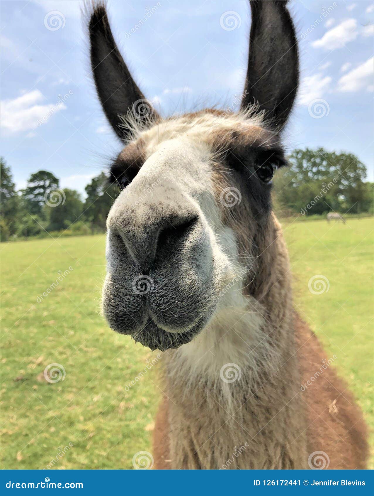Close up of a llama face stock image. Image of nature - 126172441