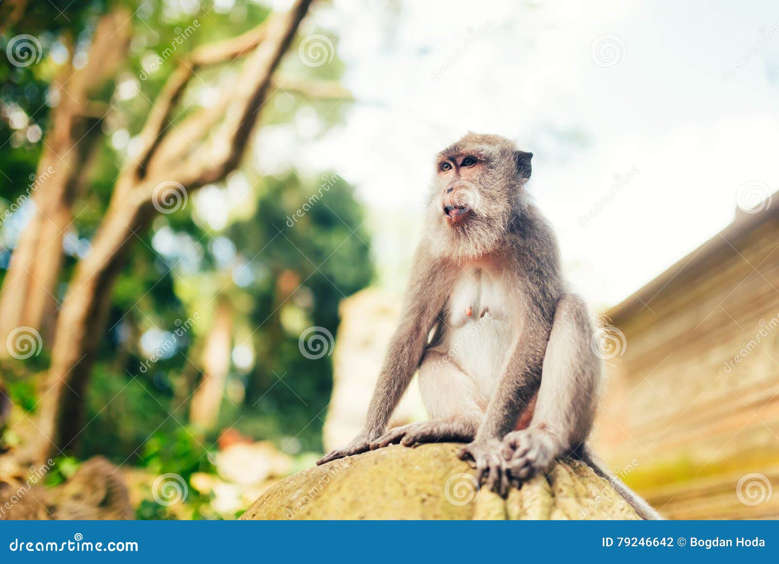 Close Up Portrait of Long Tailed Monkey Smiling To Camera Stock Photo ...
