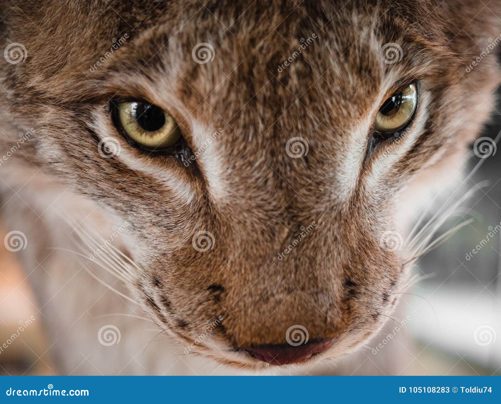 Close-up Portrait of a Lynx`s Snout. Stock Image - Image of nose ...