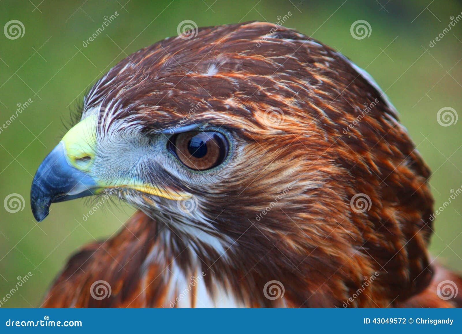 Close Up Portrait of a Magnificent Harris Hawk Stock Photo - Image of ...