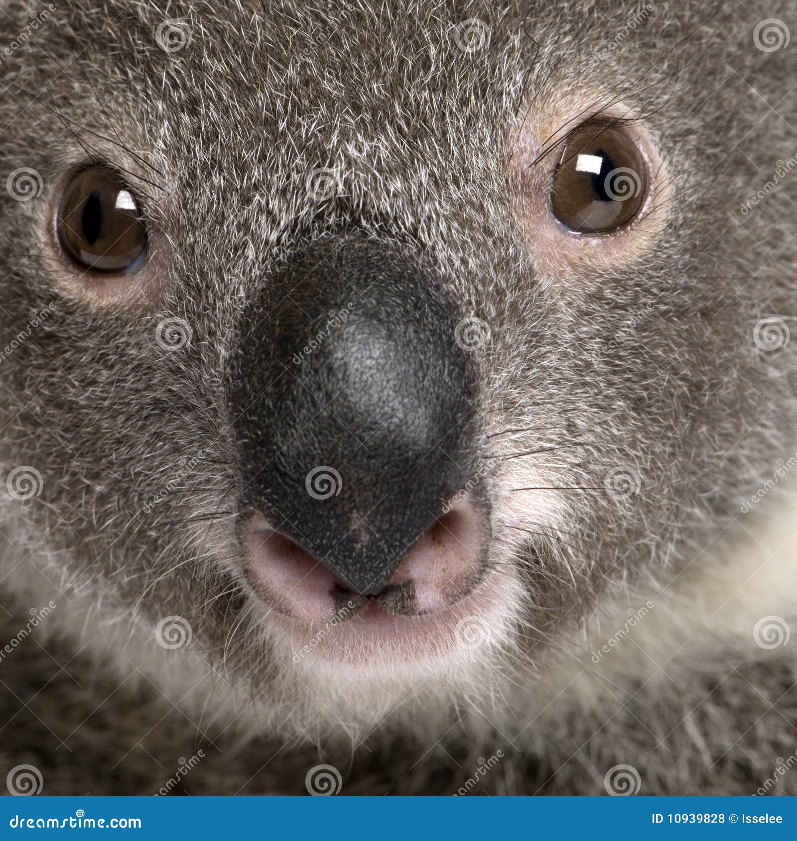 Close-up Portrait of Male Koala Bear, Stock Photo - Image of nature ...