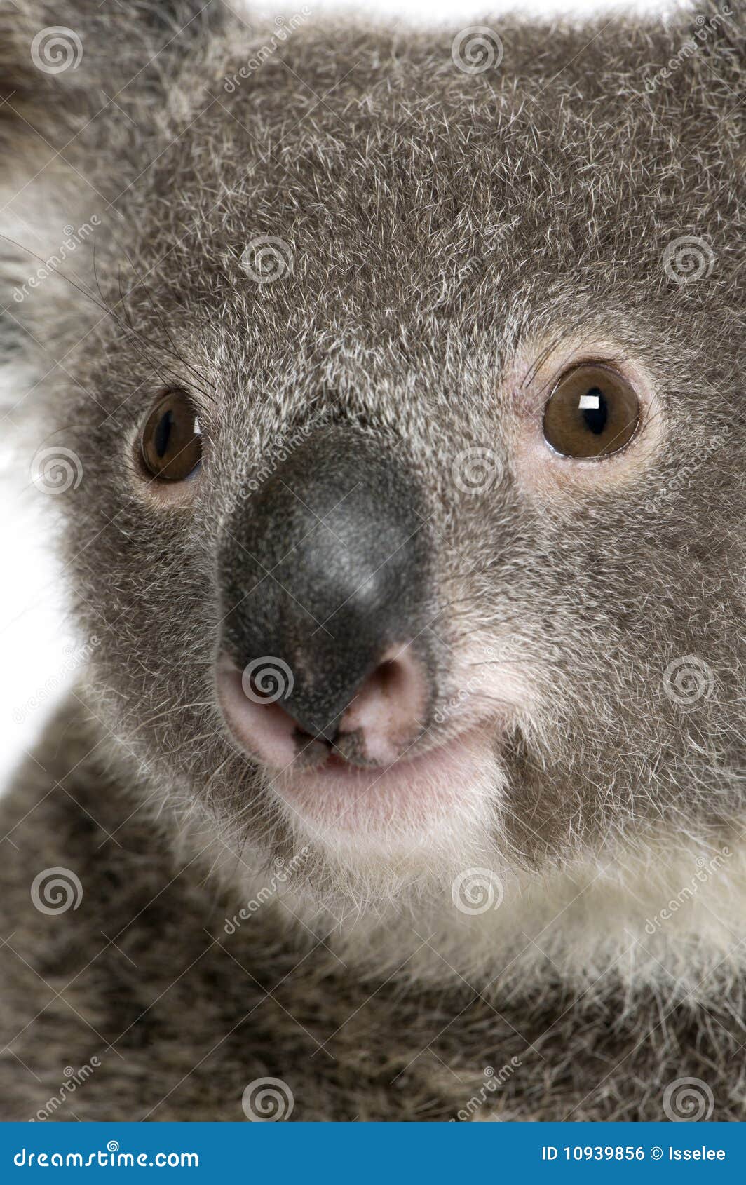 Close-up Portrait of Male Koala Bear Stock Photo - Image of male, grey ...