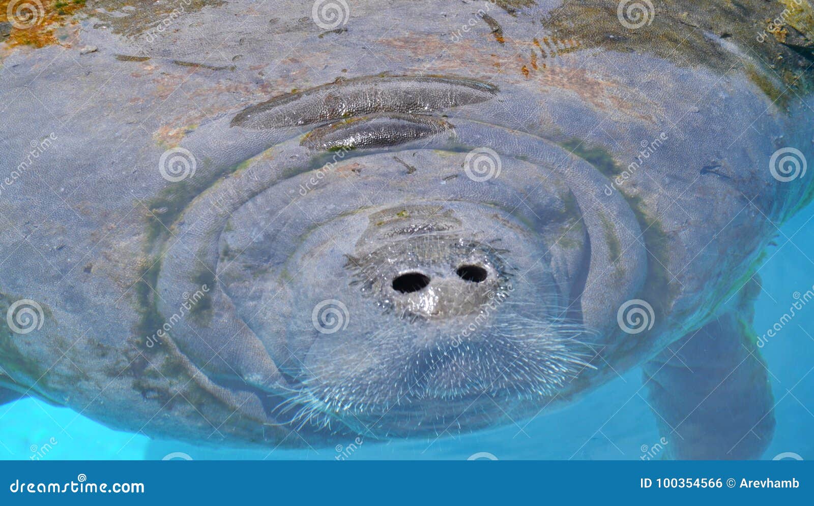 Close-up Portrait of Manatee in a Pool Stock Photo - Image of manatees ...