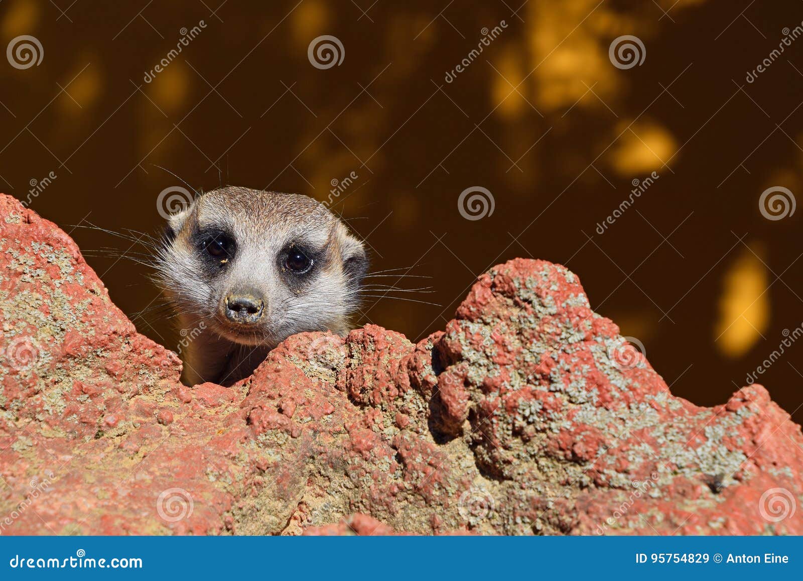 Close Up Portrait of Meerkat Looking at Camera Stock Image - Image of ...