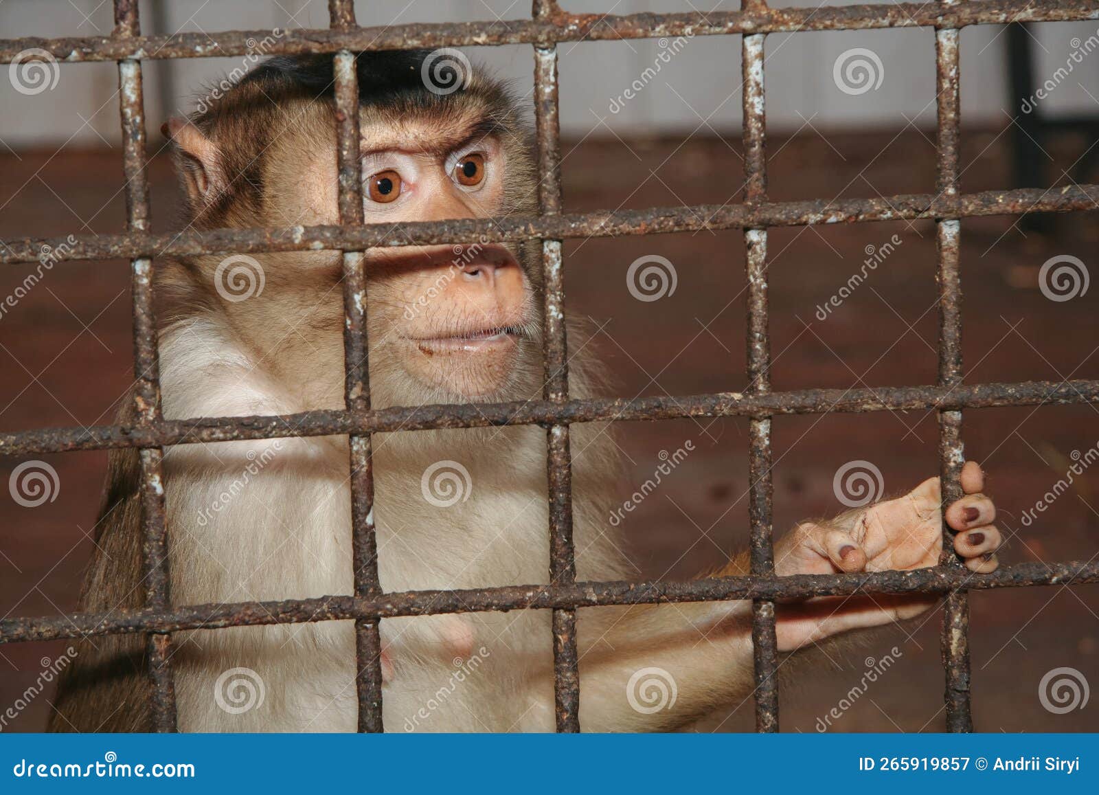 Close-up Portrait of a Monkey Behind Bars Stock Image - Image of look ...