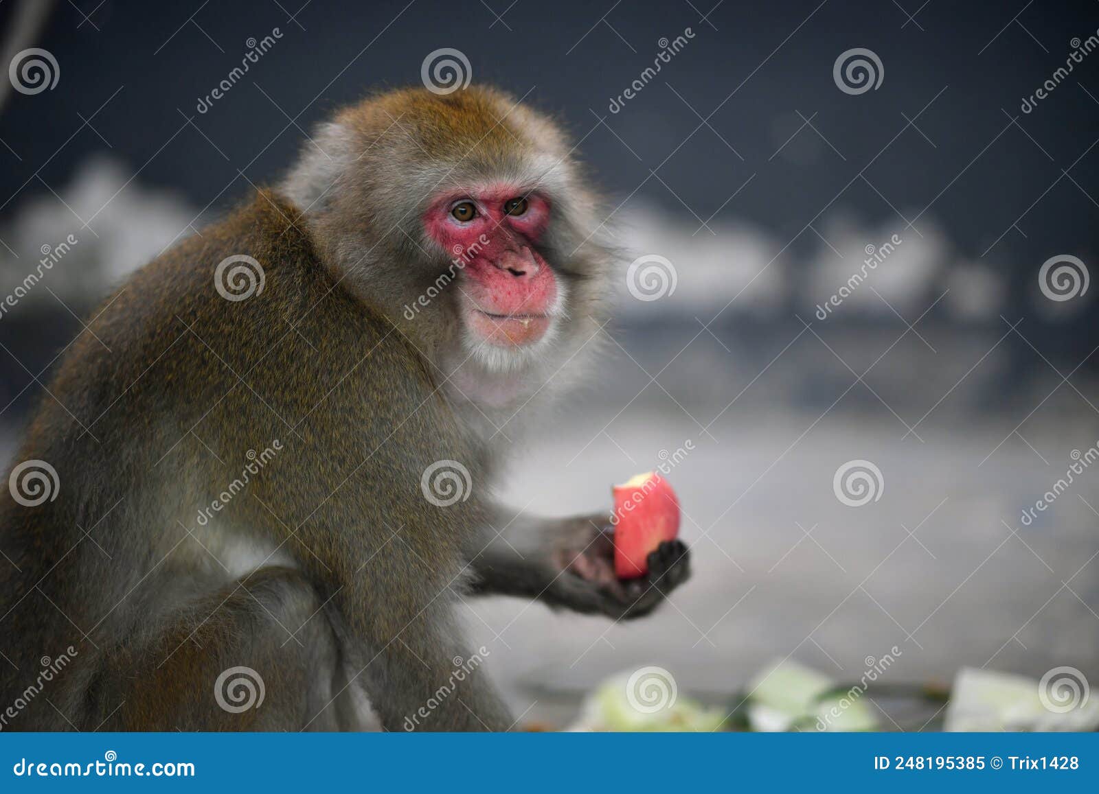 Close-up Portrait of Monkey Stock Image - Image of chain, food: 248195385