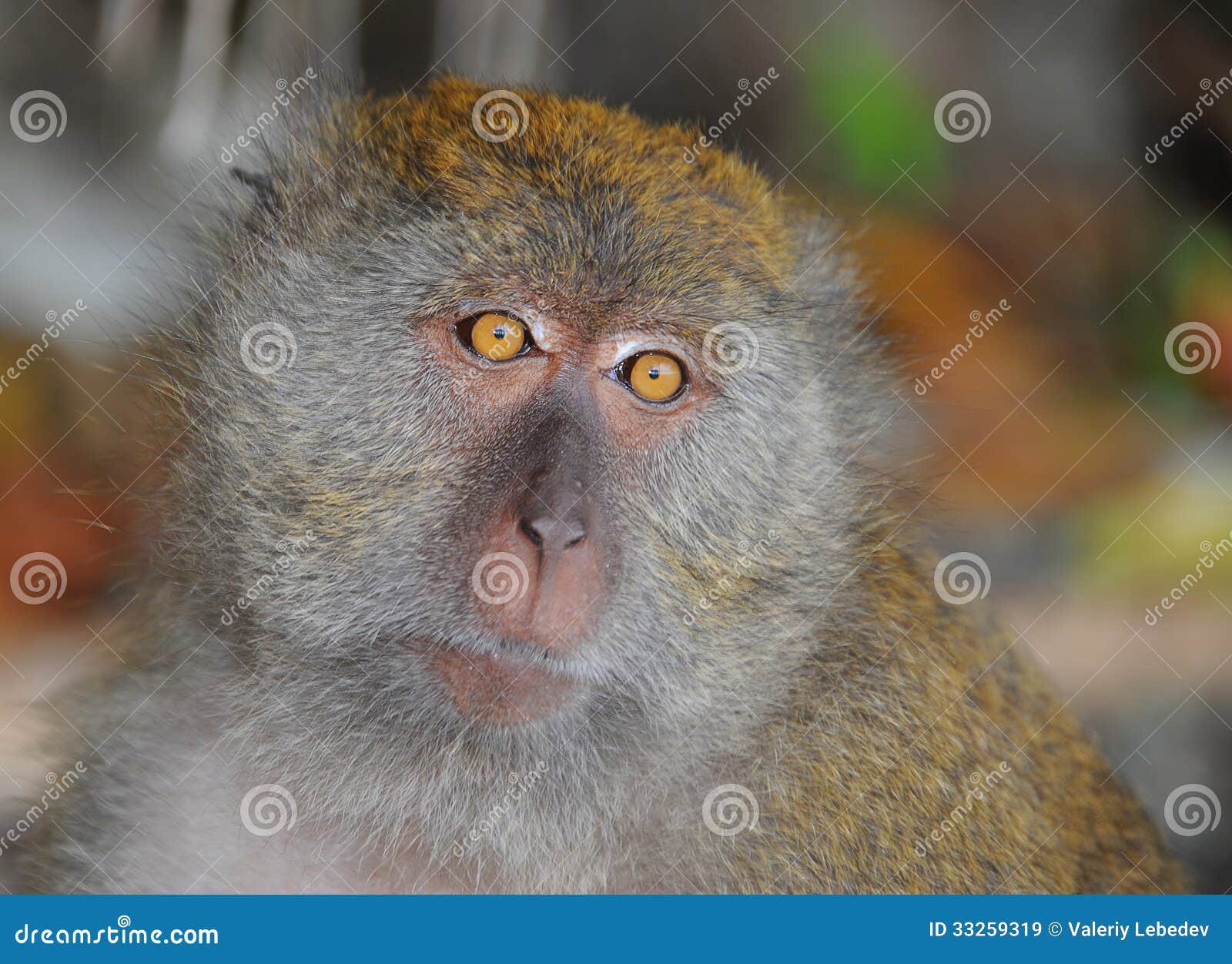Close-up Portrait of a Monkey Stock Image - Image of brown, life: 33259319