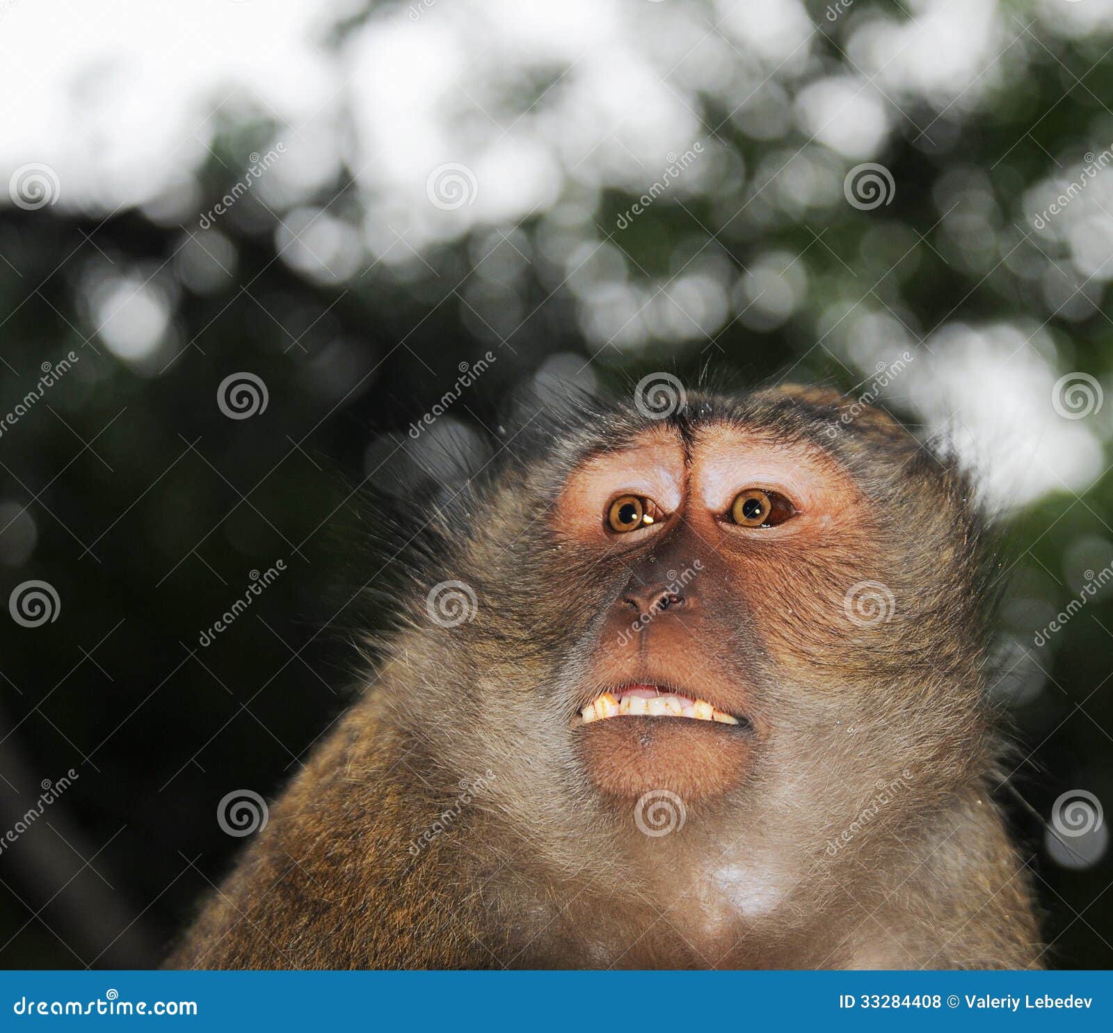 Close-up Portrait of a Monkey Stock Photo - Image of face, nature: 33284408