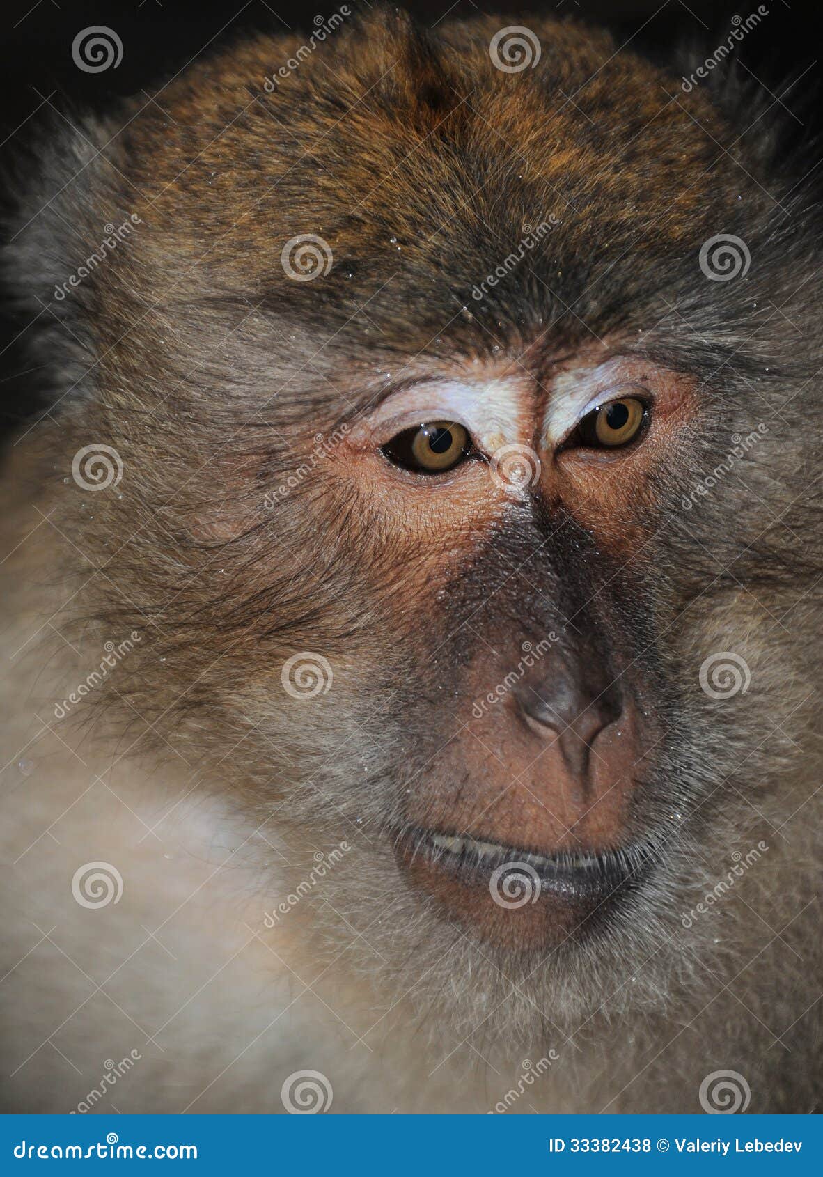 Close-up Portrait of a Monkey Stock Photo - Image of adorable, closeup ...