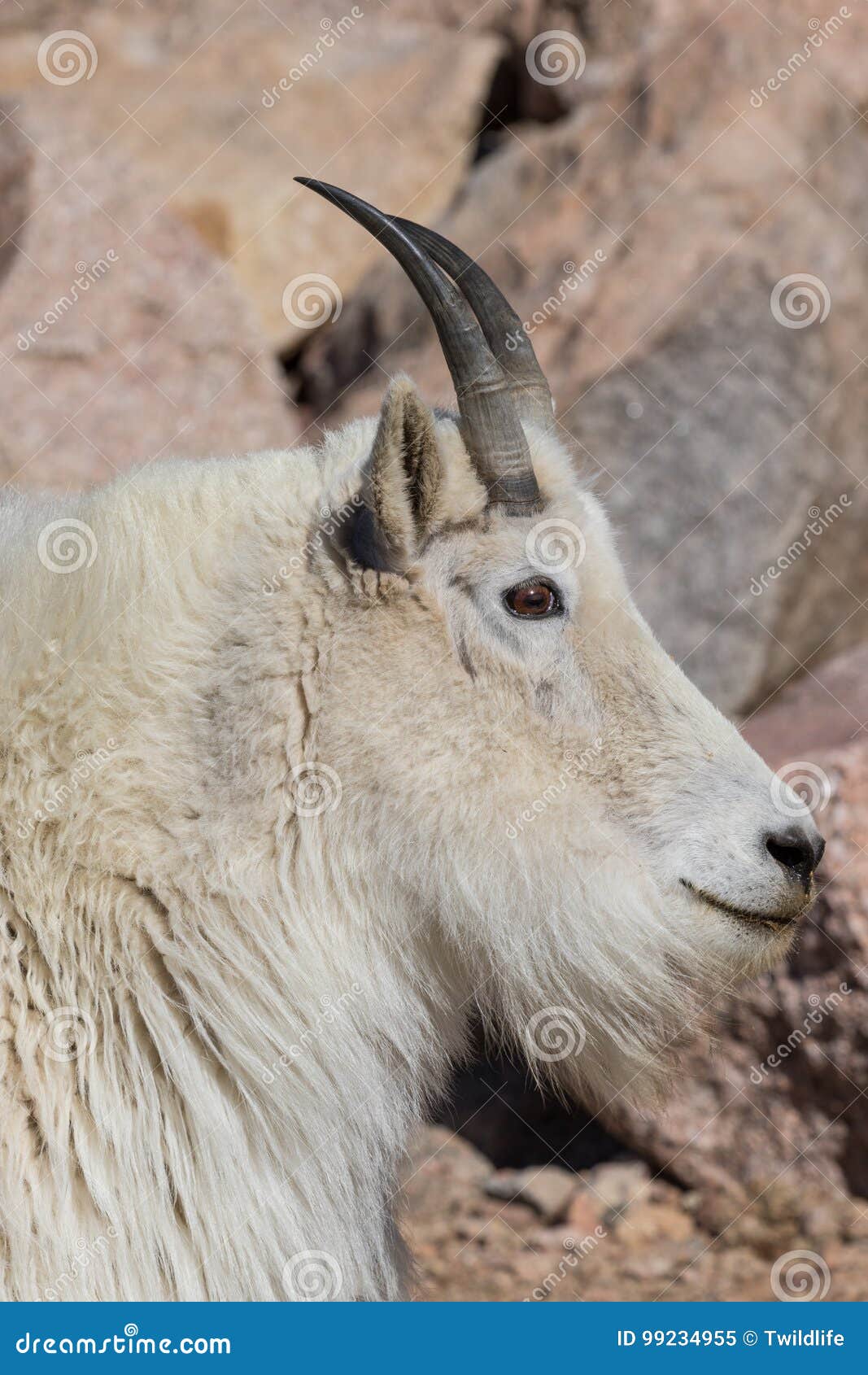 Mountain Goat Side Portrait Stock Image - Image of wildlife, mountains ...