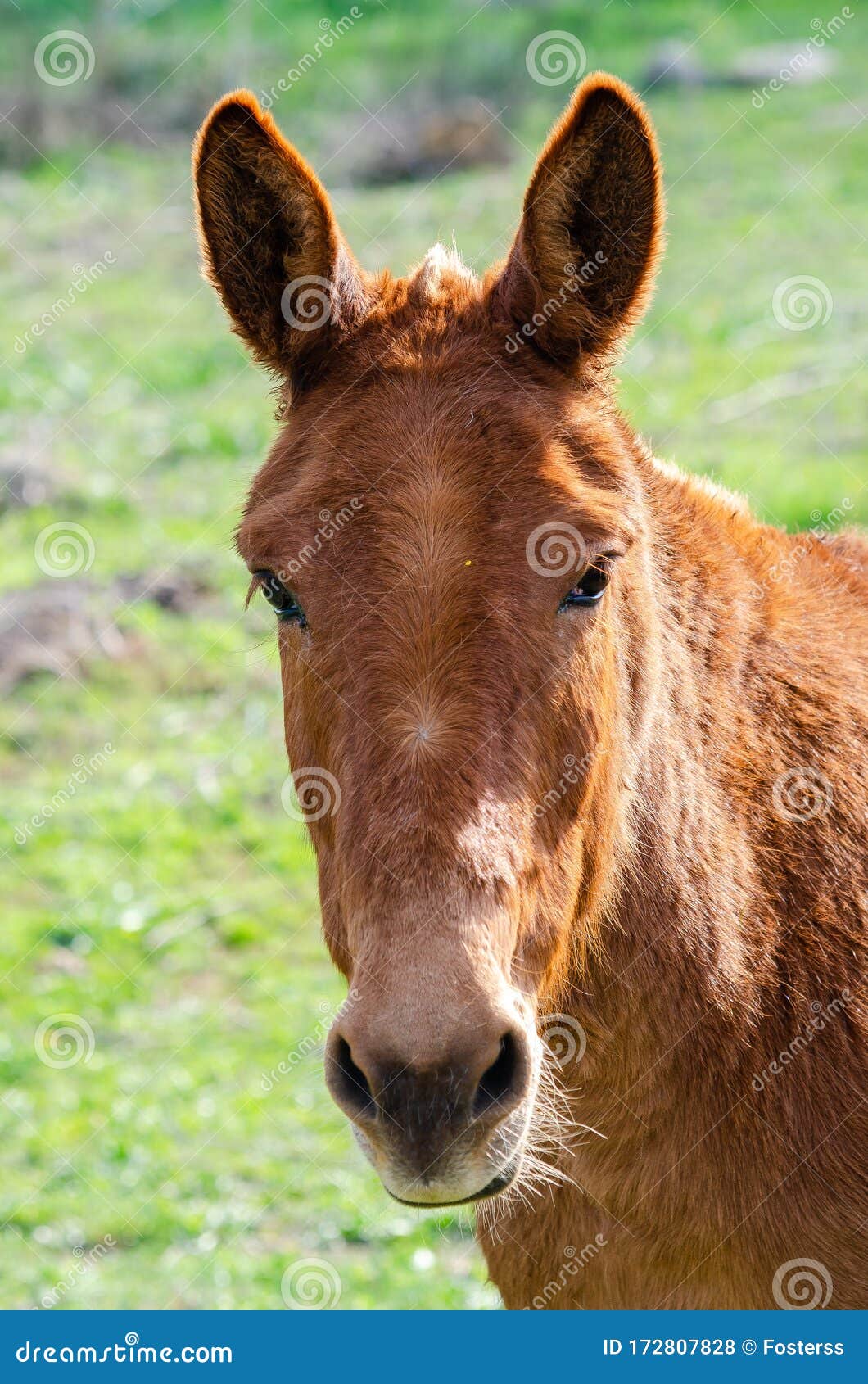 Close Up Portrait of Mule in Badajoz, Extremadura Stock Photo - Image of environment, animal ...