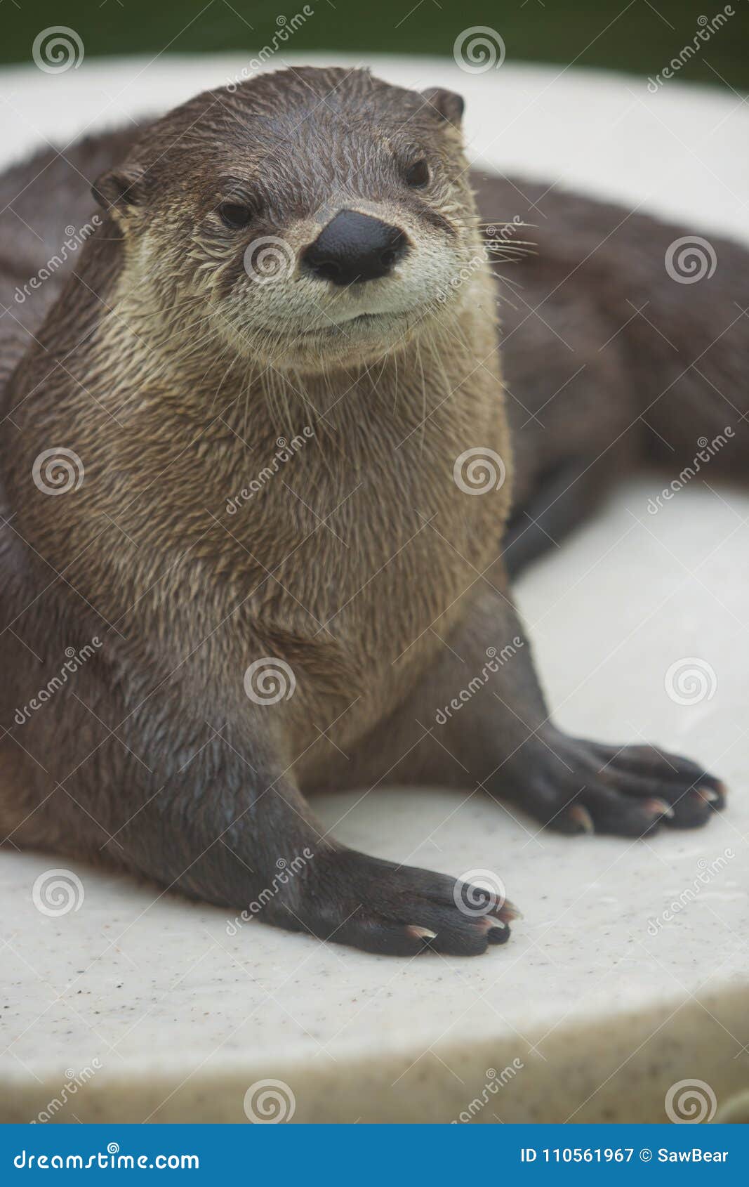 Portrait of a North American River Otter Stock Image - Image of detail ...