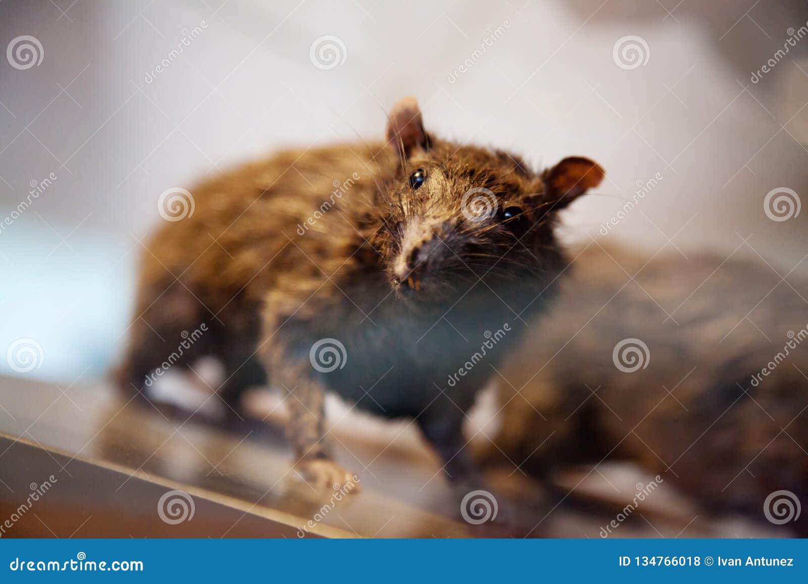 Portrait of a rat stock photo. Image of shadow, portrait - 134766018