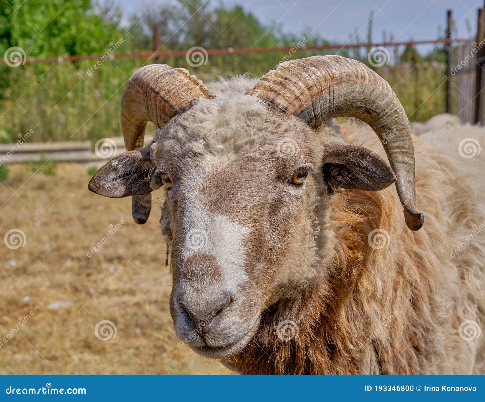 Close-up Portrait of an Old Ram Stock Photo - Image of farming ...