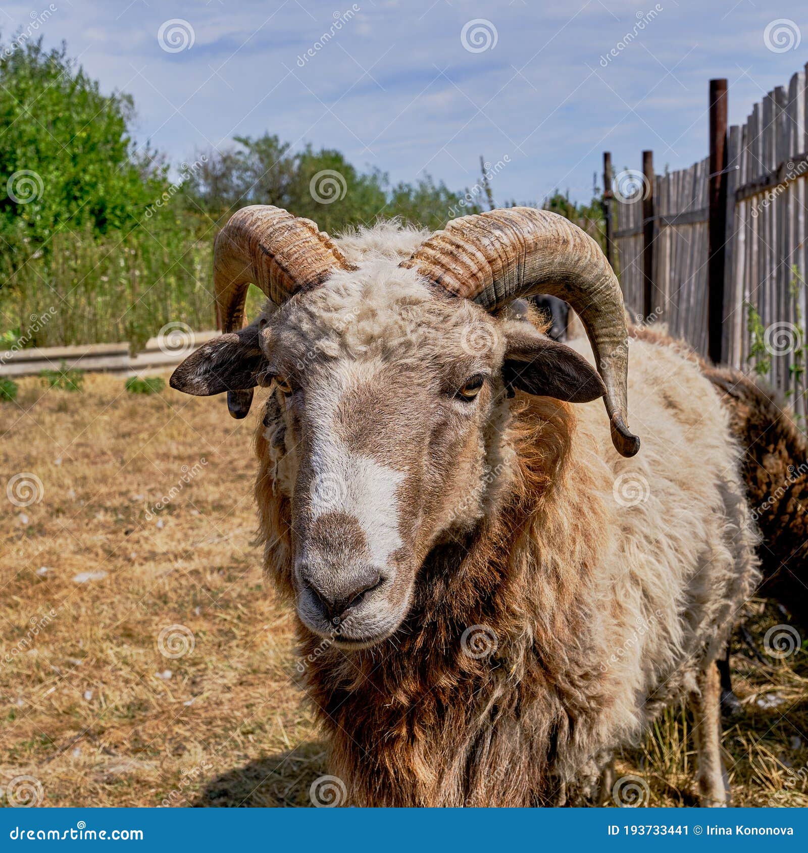 Close-up Portrait of an Old Ram Stock Image - Image of agricultural ...