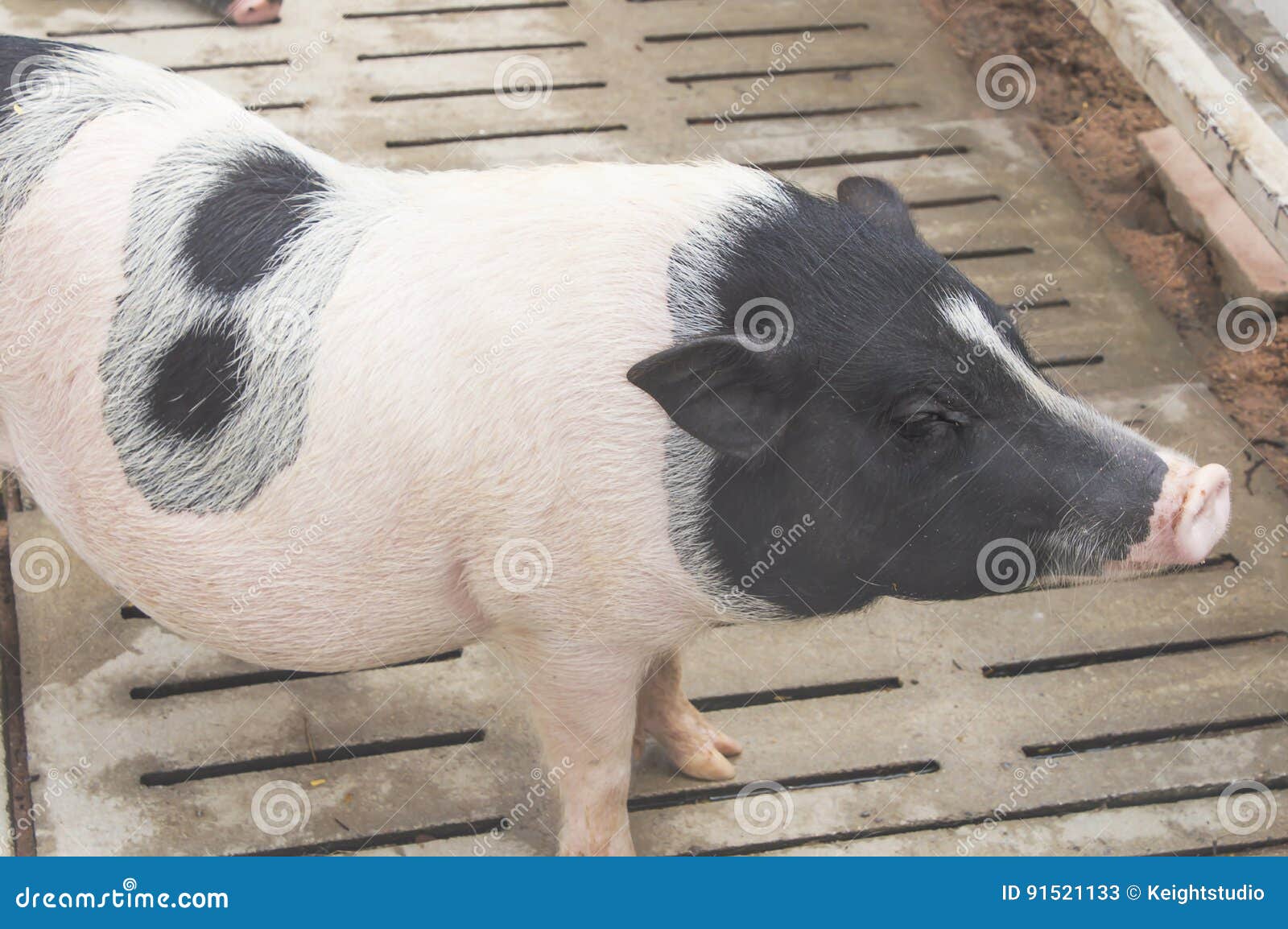Close-up portrait pig. stock image. Image of animal, mammal - 91521133