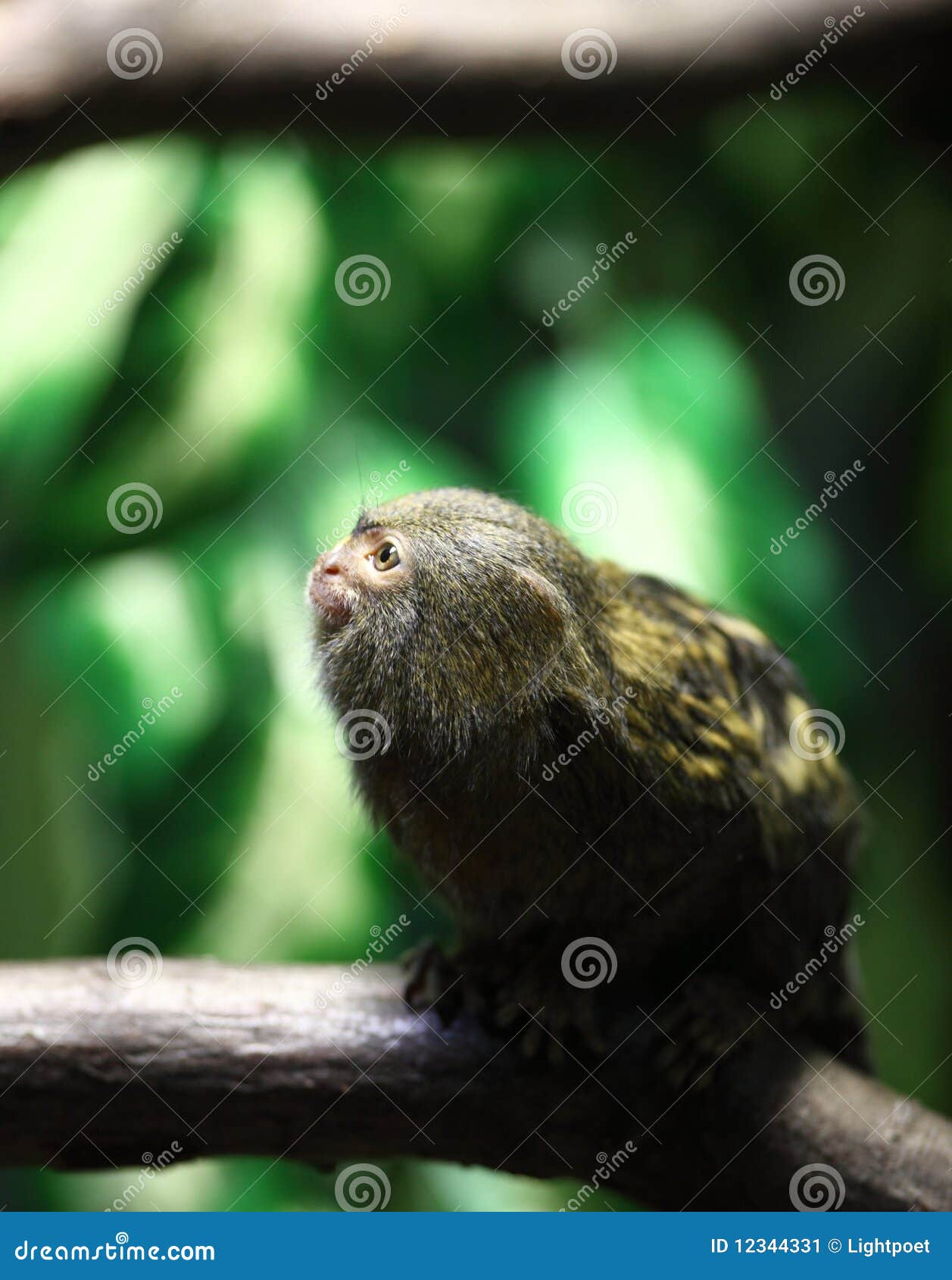 Close-up Portrait of Pygmy Marmoset Stock Image - Image of amazon, cute ...