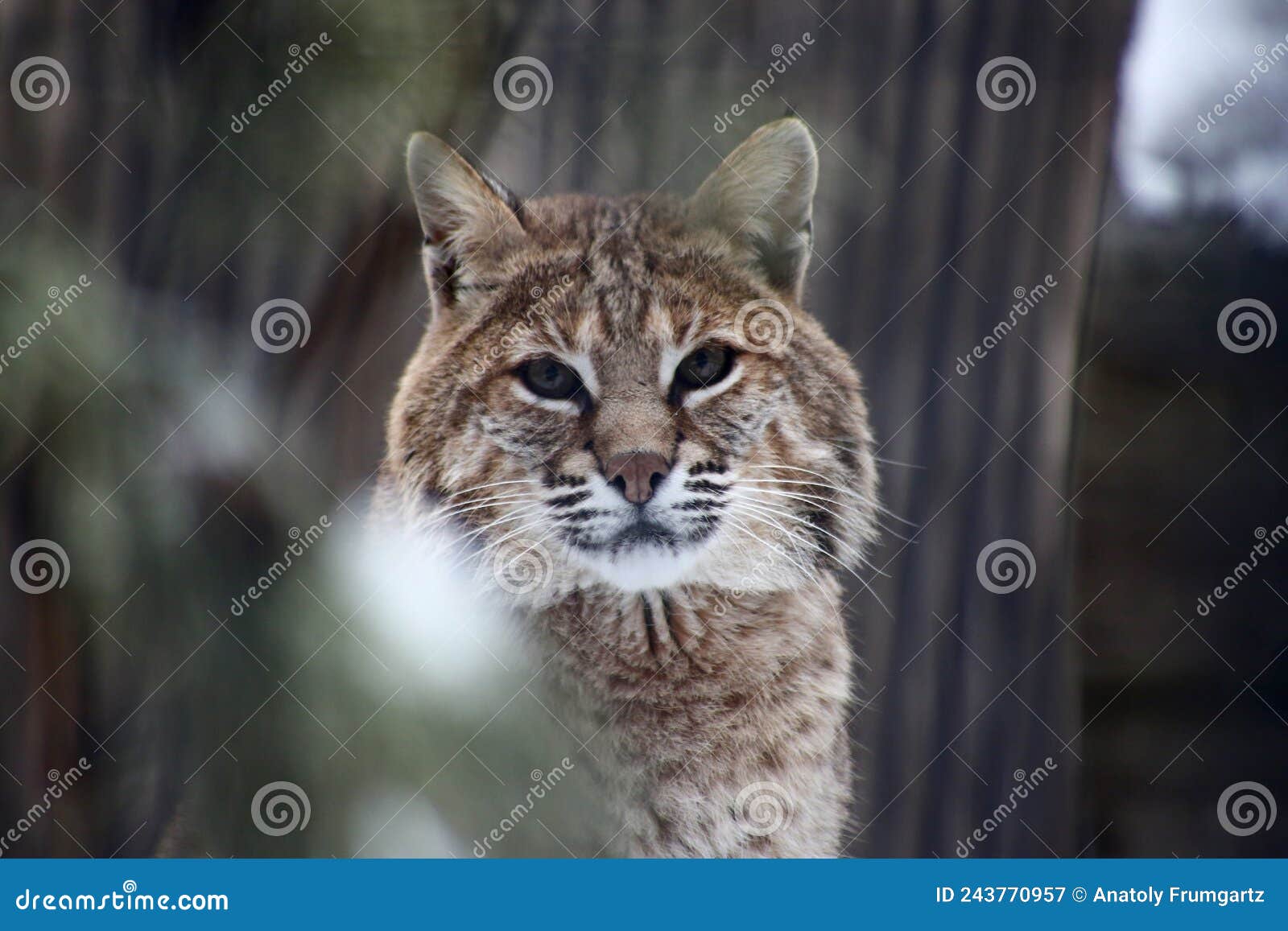 Close Up Portrait of Red Lynx Stock Image - Image of feline, lynx ...