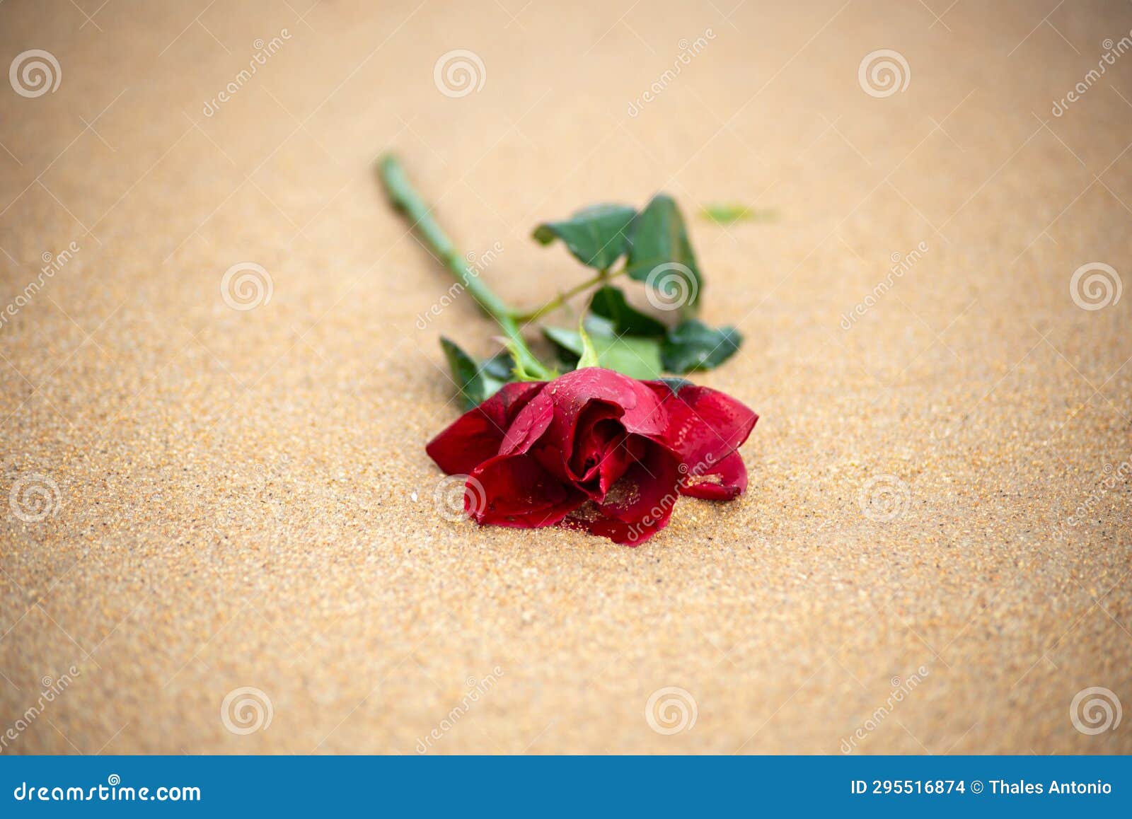 Close-up Portrait of a Red Rose Lying on the Beach Sand Stock Photo ...