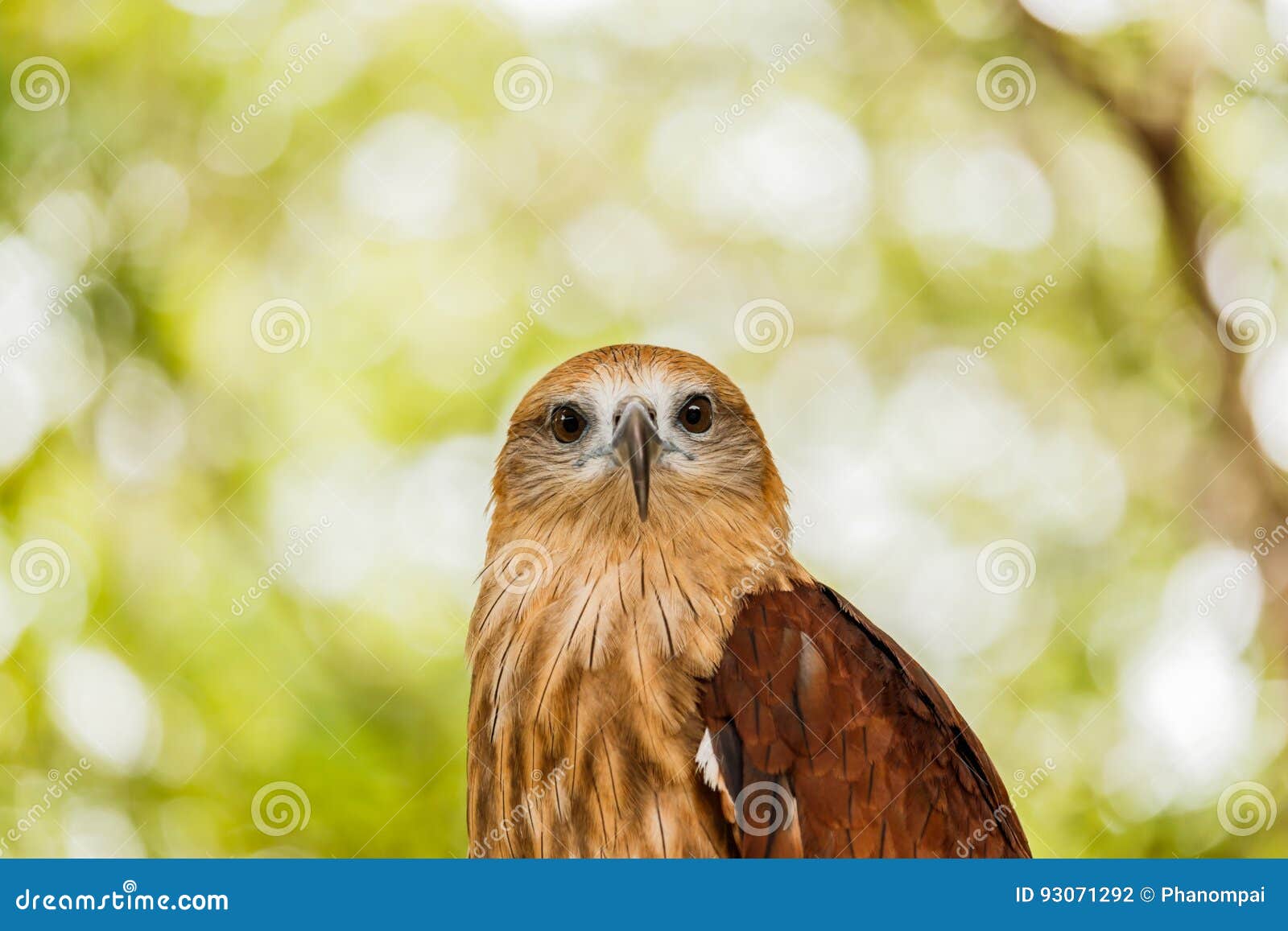 Close Up Portrait of a Red Tailed Hawk . Stock Photo - Image of ...