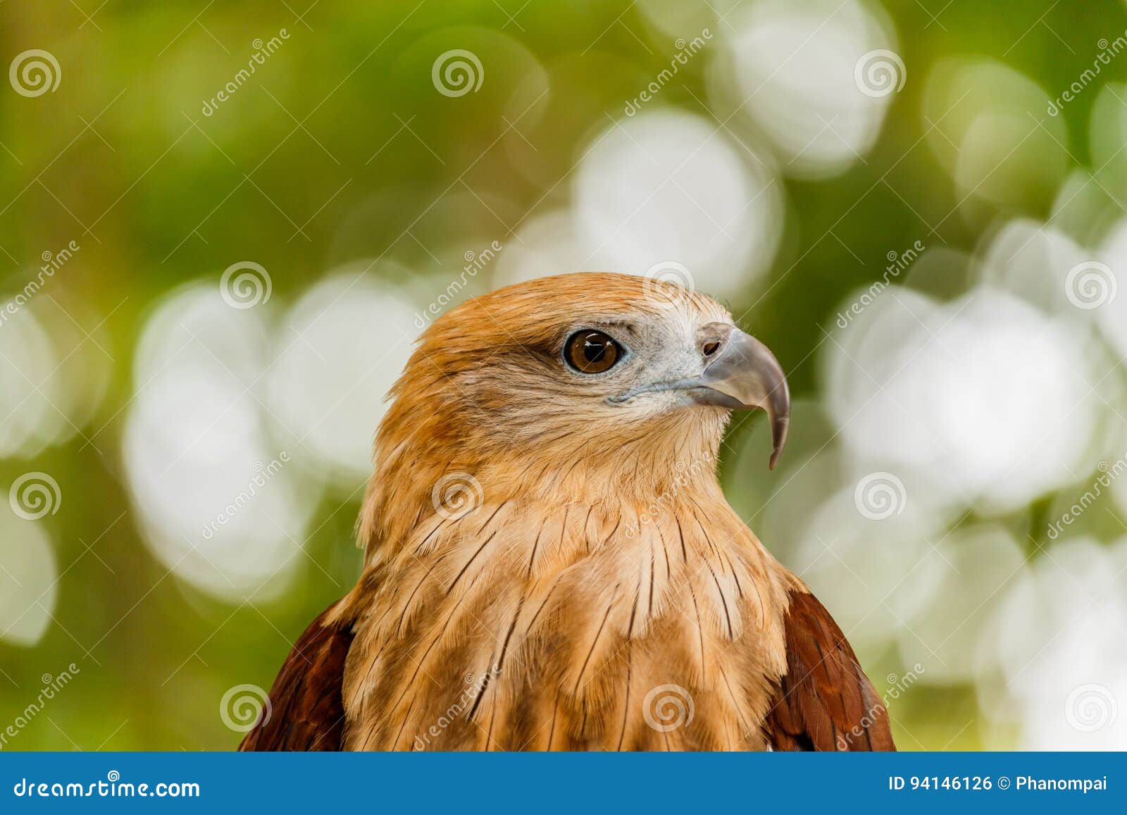 Close Up Portrait of a Red Tailed Hawk . Stock Photo - Image of bird ...