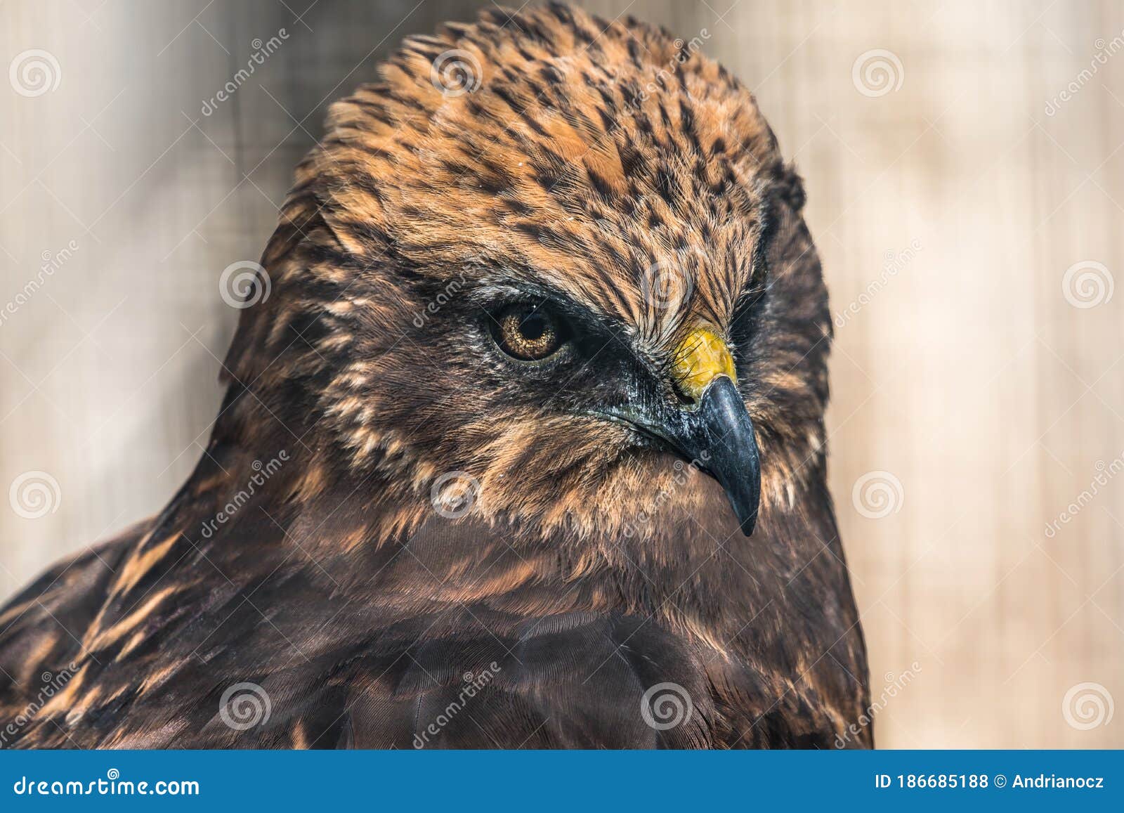 Portrait of Red Tailed Hawk Stock Photo - Image of eagle, wild: 186685188